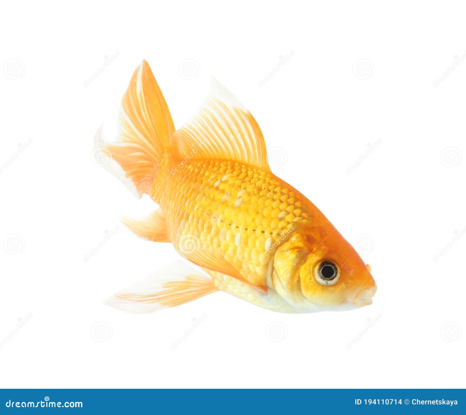 Beautiful Bright Small Goldfish Isolated Stock Photo - Image of ...