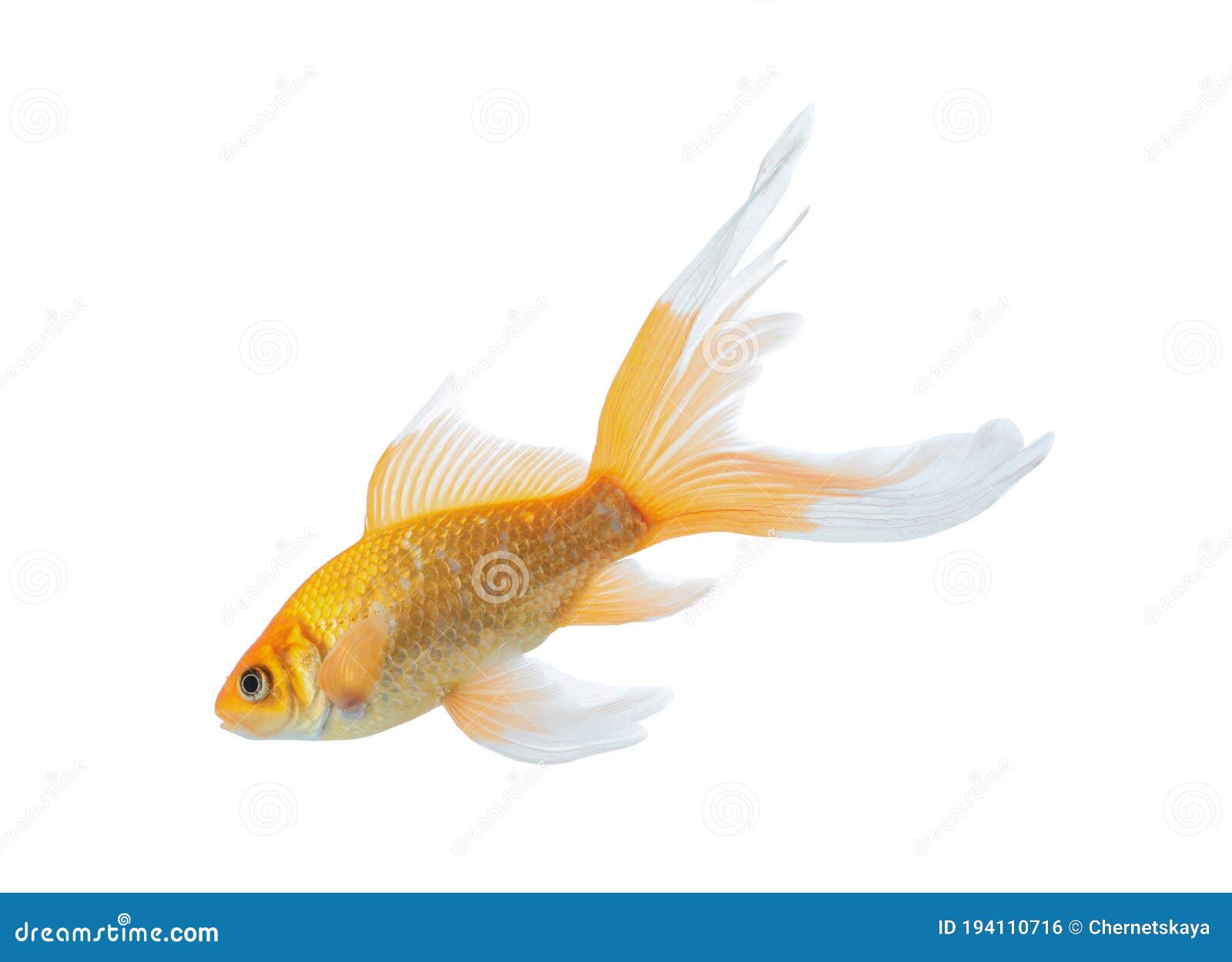 Beautiful Bright Small Goldfish Isolated Stock Photo - Image of ...