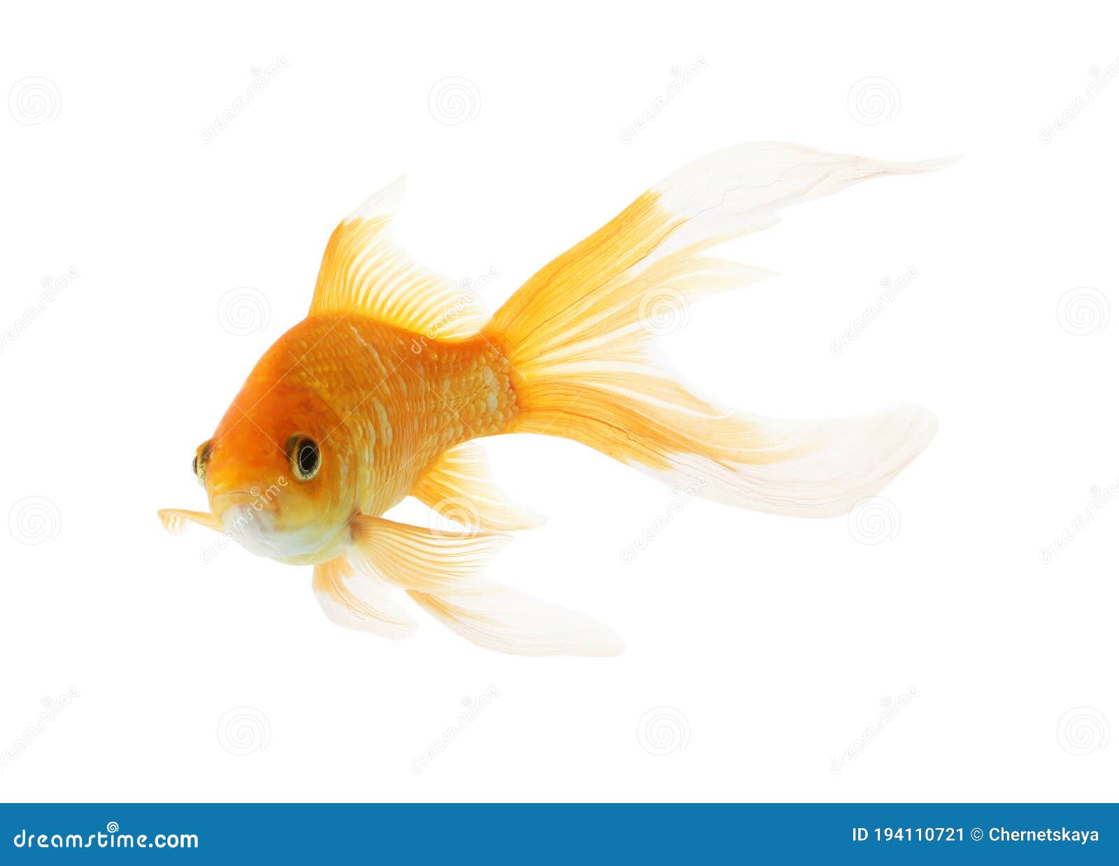 Beautiful Bright Small Goldfish Isolated Stock Image - Image of fauna ...