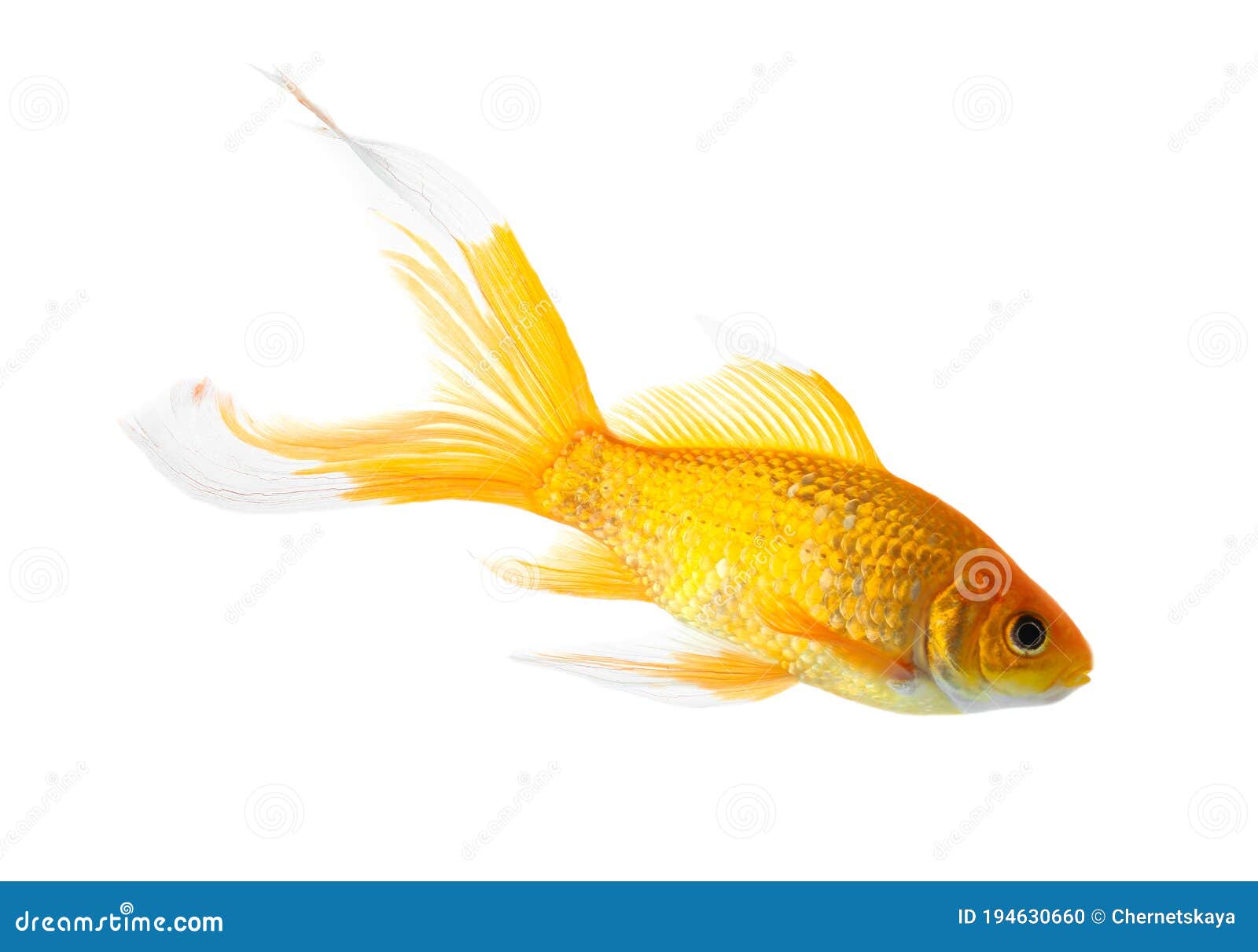 Beautiful Bright Small Goldfish Isolated Stock Photo - Image of ...