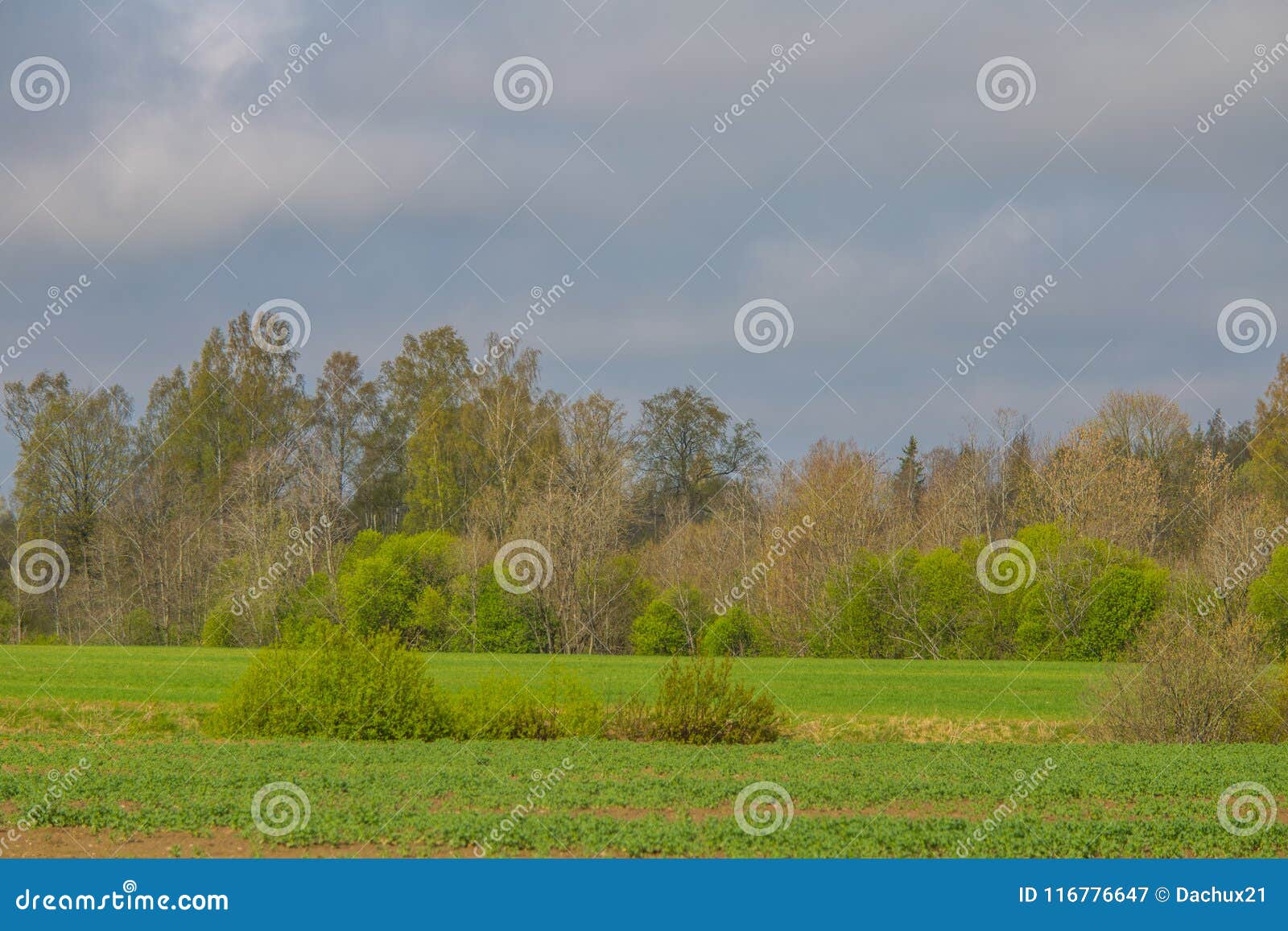 A Beautiful, Bright Spring Landscape of a Field and Trees. Stock Image ...