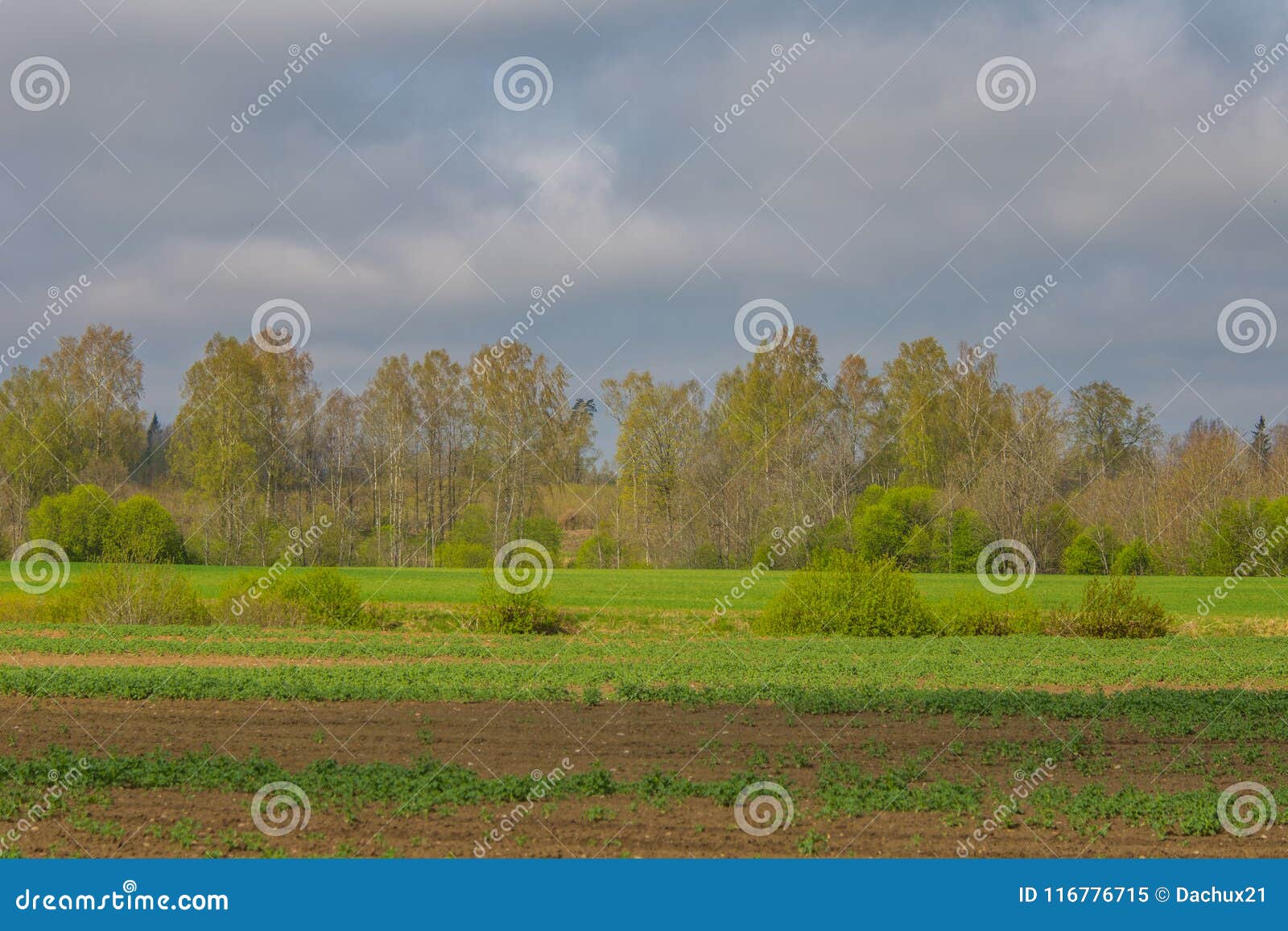 A Beautiful, Bright Spring Landscape of a Field and Trees. Stock Image ...