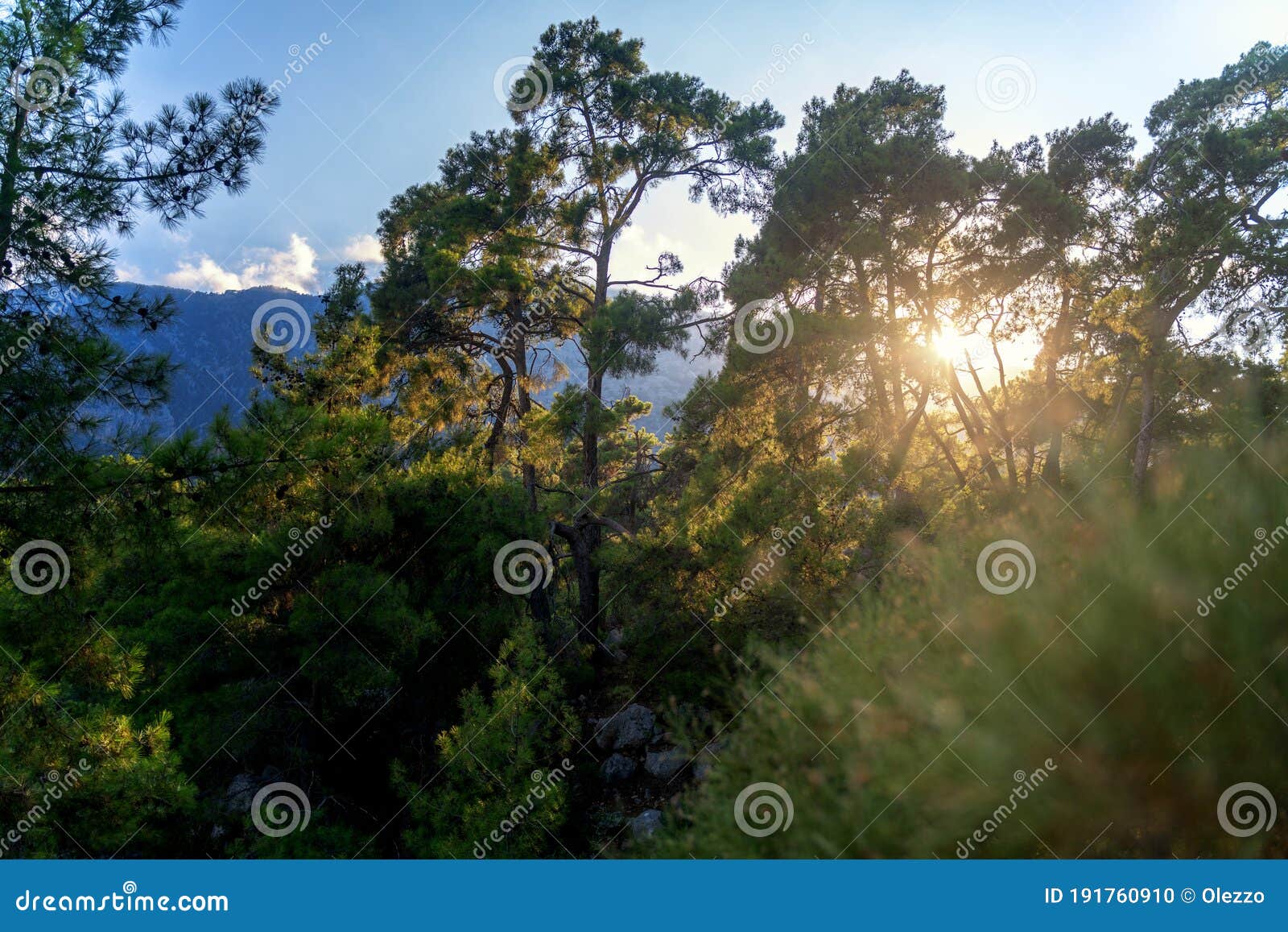 Beautiful Landscape. Mountains with Pine Forest at Sunset Stock Photo ...