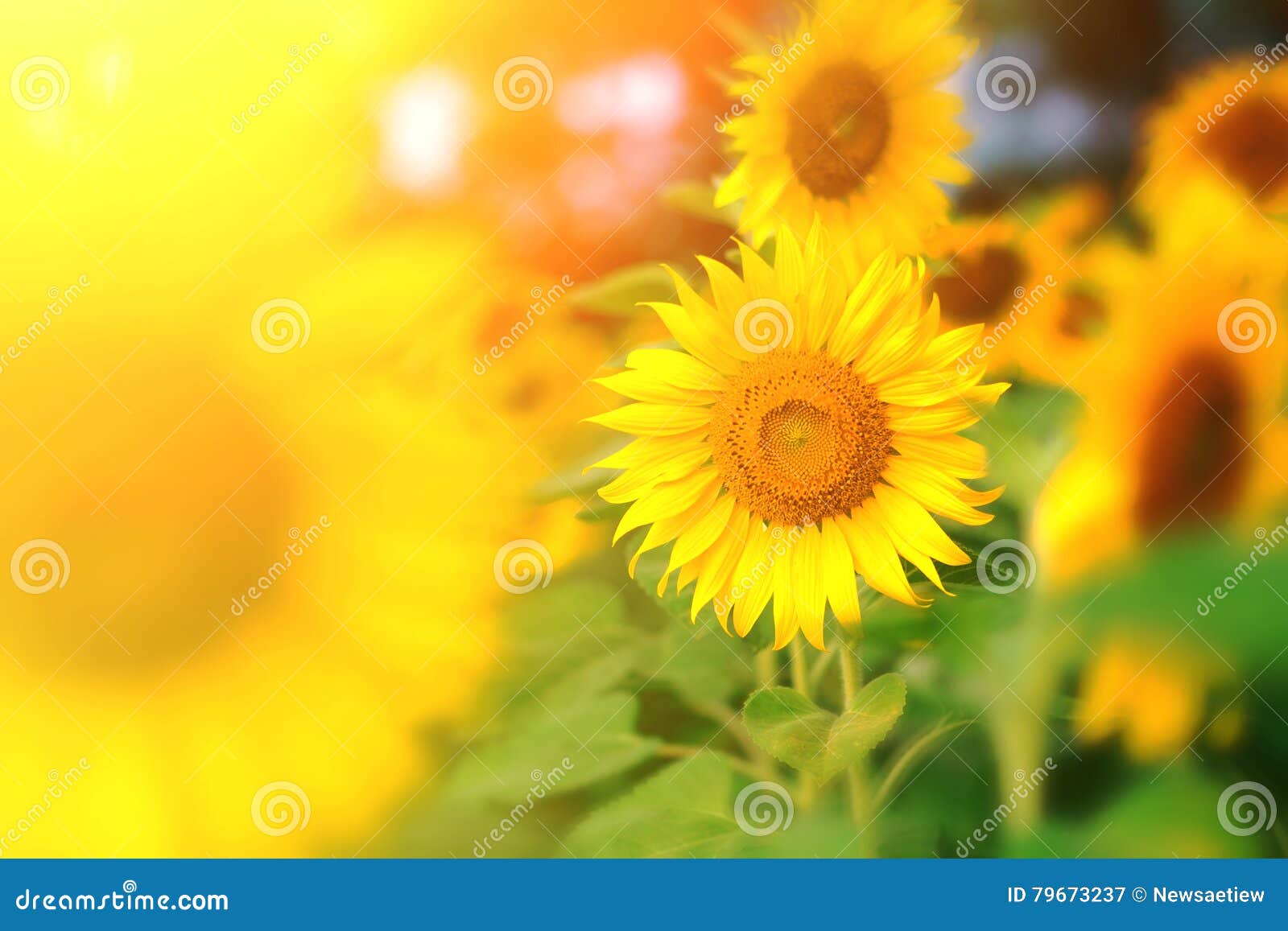 Beautiful Bright Sunflowers at Sunflower Field Stock Image - Image of ...