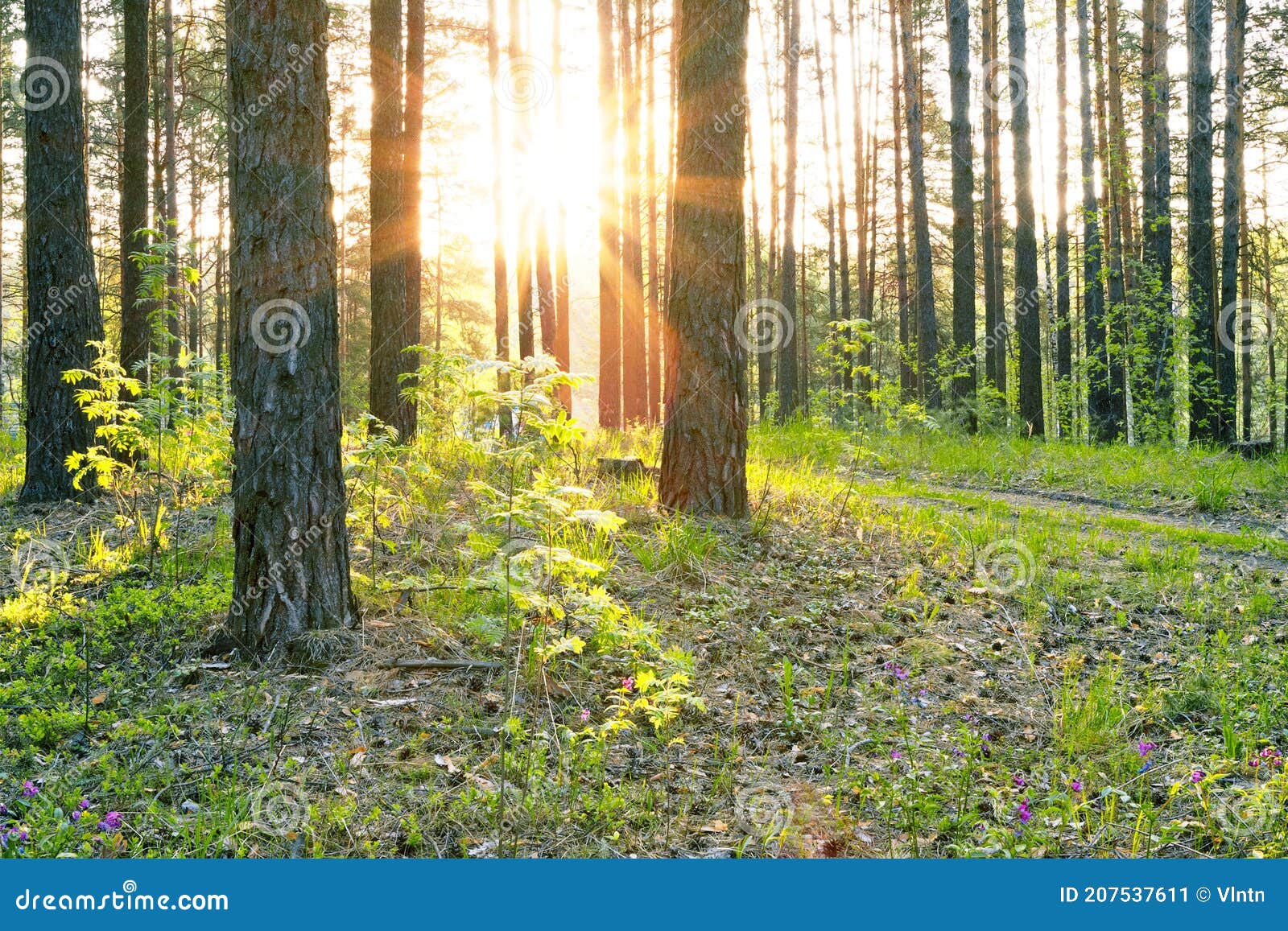 Beautiful Sunset in the Woods Stock Image - Image of leaves, leafy ...