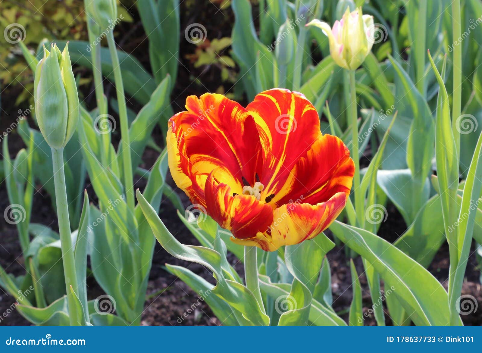 Beautiful Bright Tulip Closeup Stock Image - Image of bright, grade ...