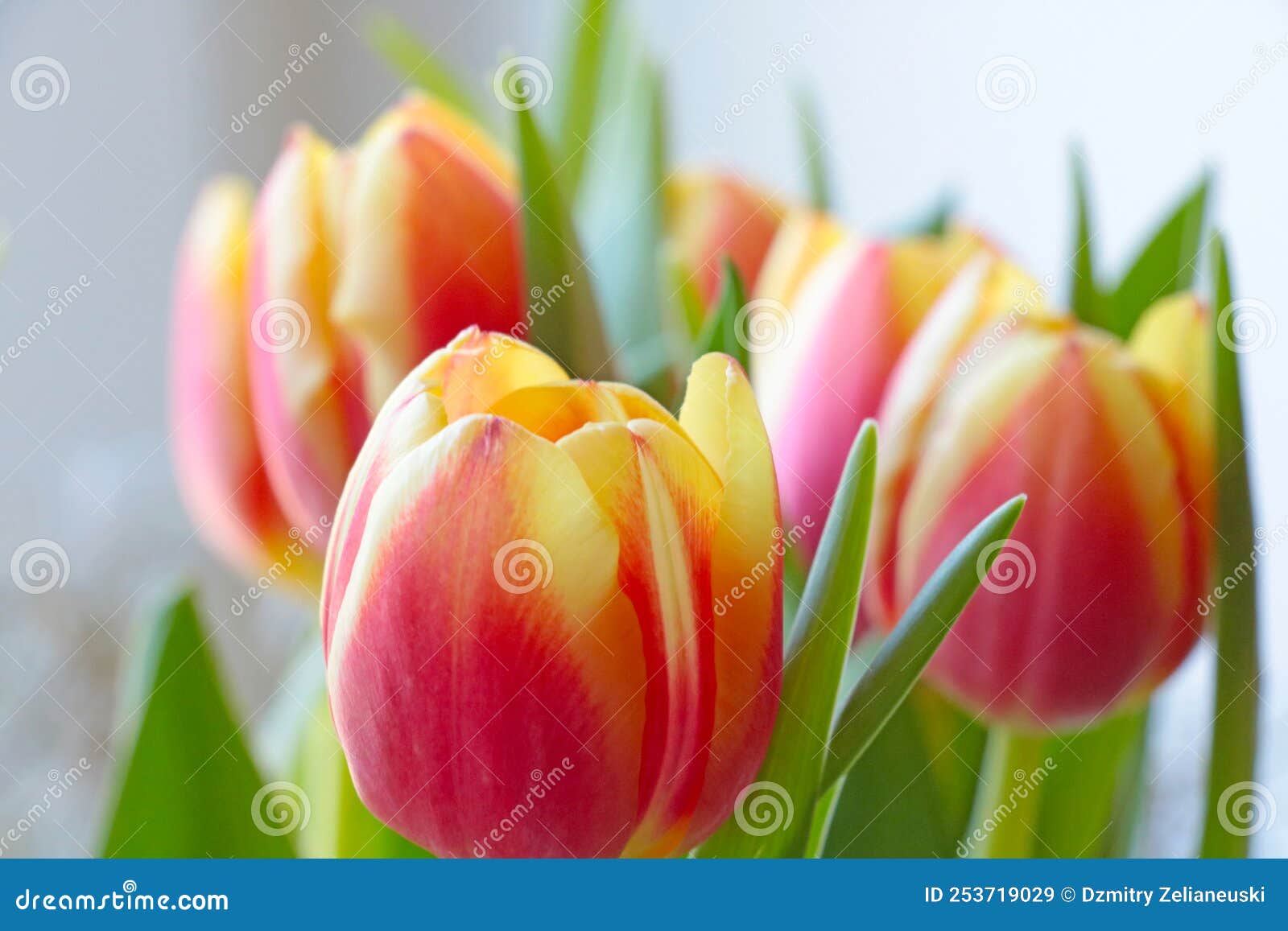 Beautiful Bright Tulips are Blooming. Posy. Stock Image - Image of ...