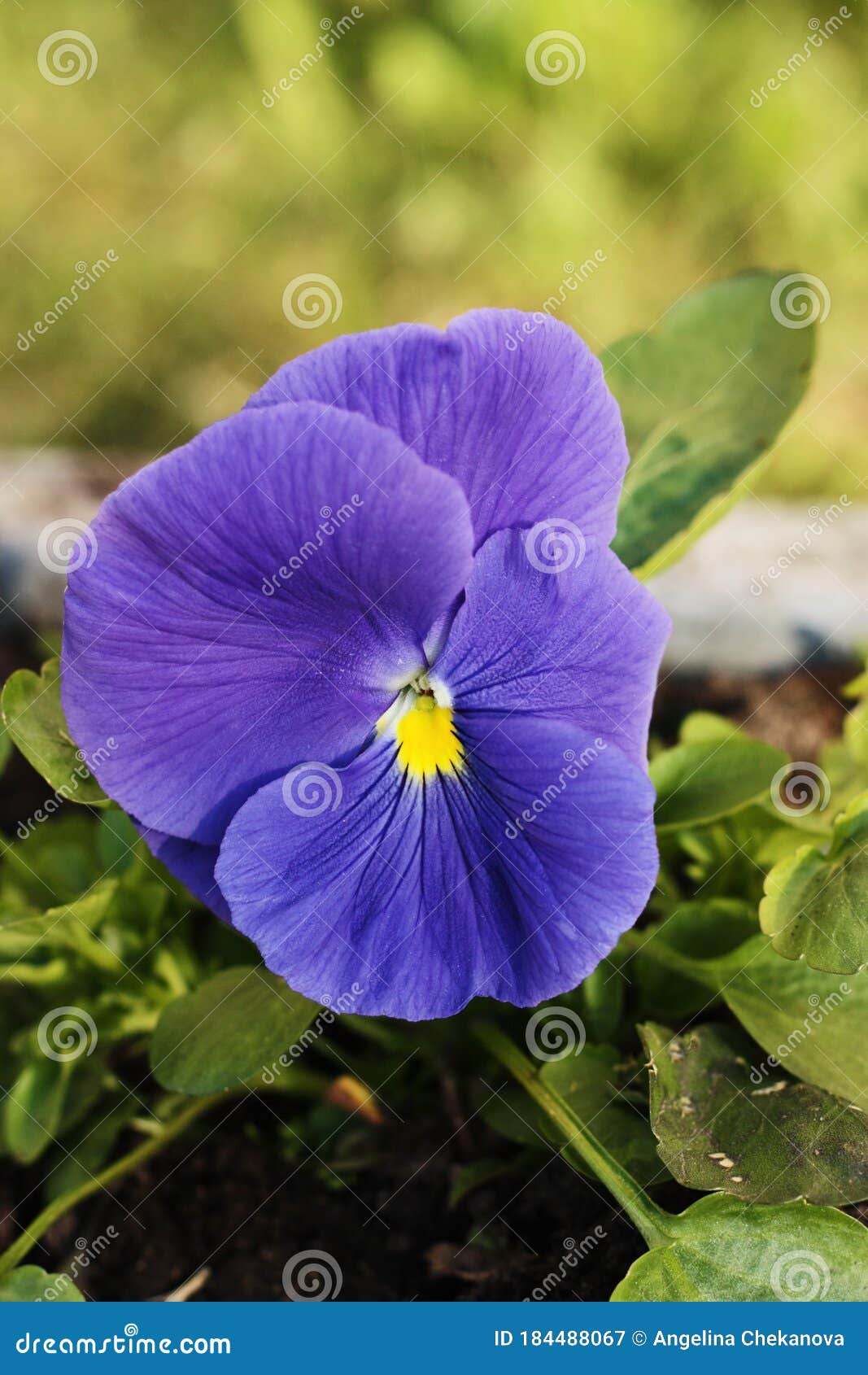 Beautiful Bright Violet in the Summer Garden Stock Image - Image of ...