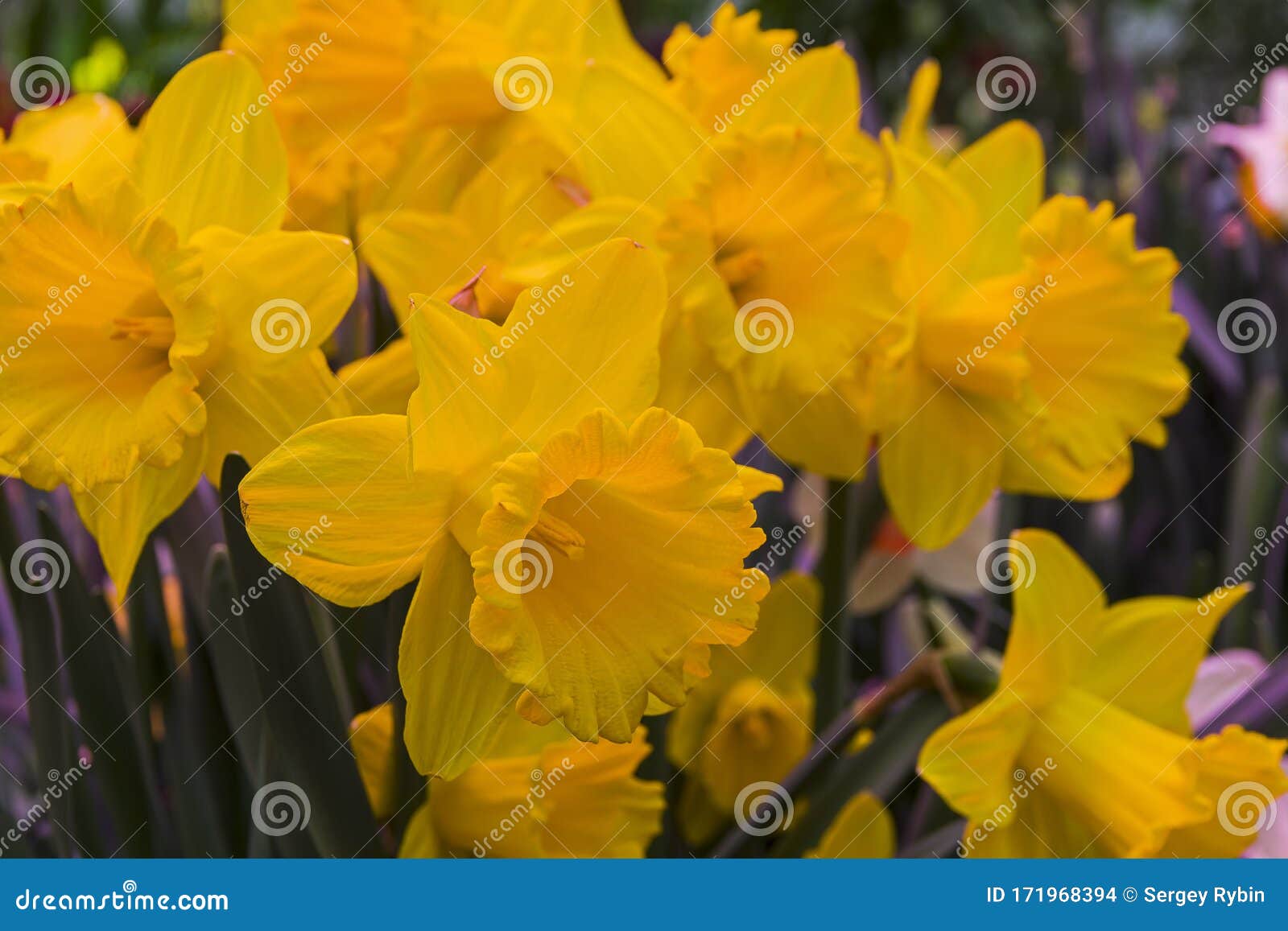 Beautiful Bright Yellow Daffodils Stock Photo - Image of bloom ...