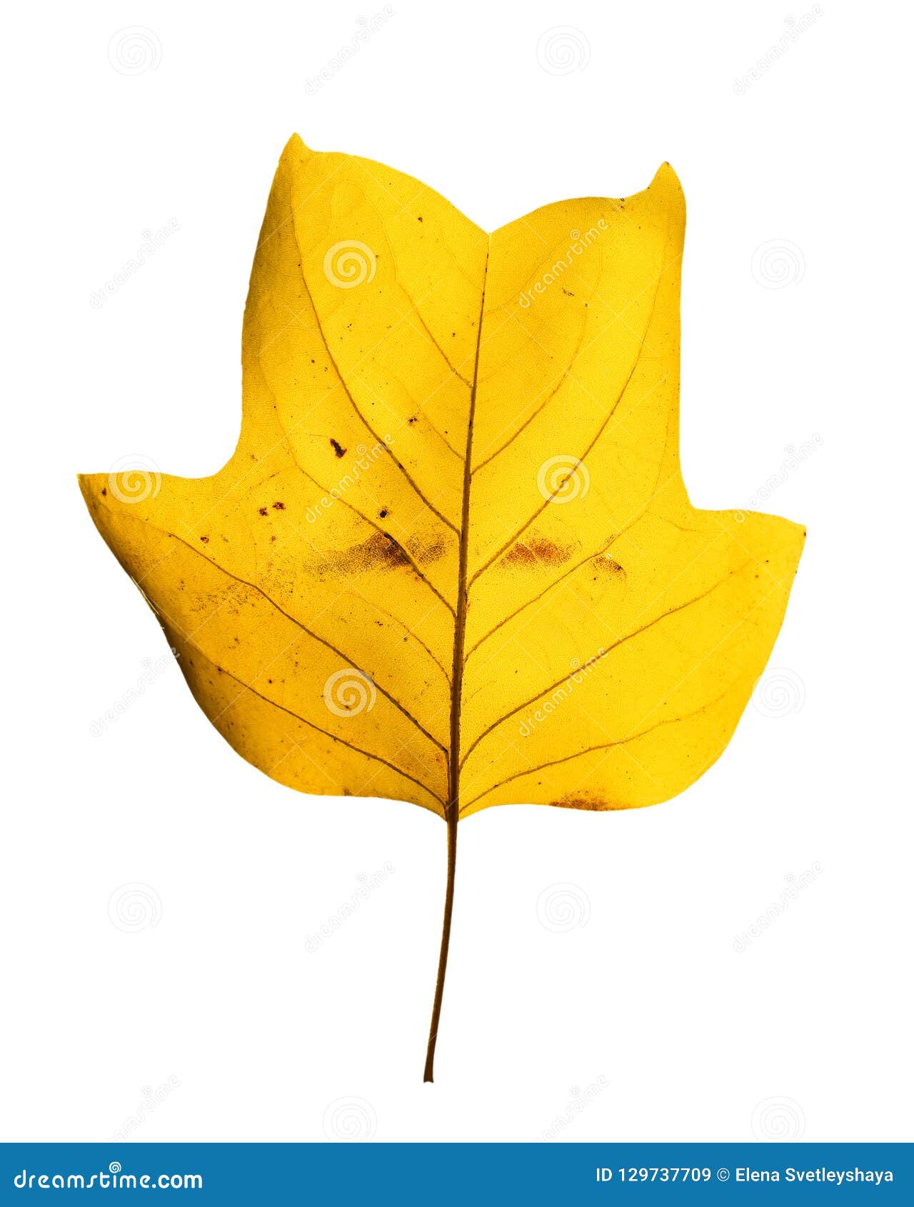Beautiful Bright Yellow Magnolia Tree Leaf Isolated on White Background ...
