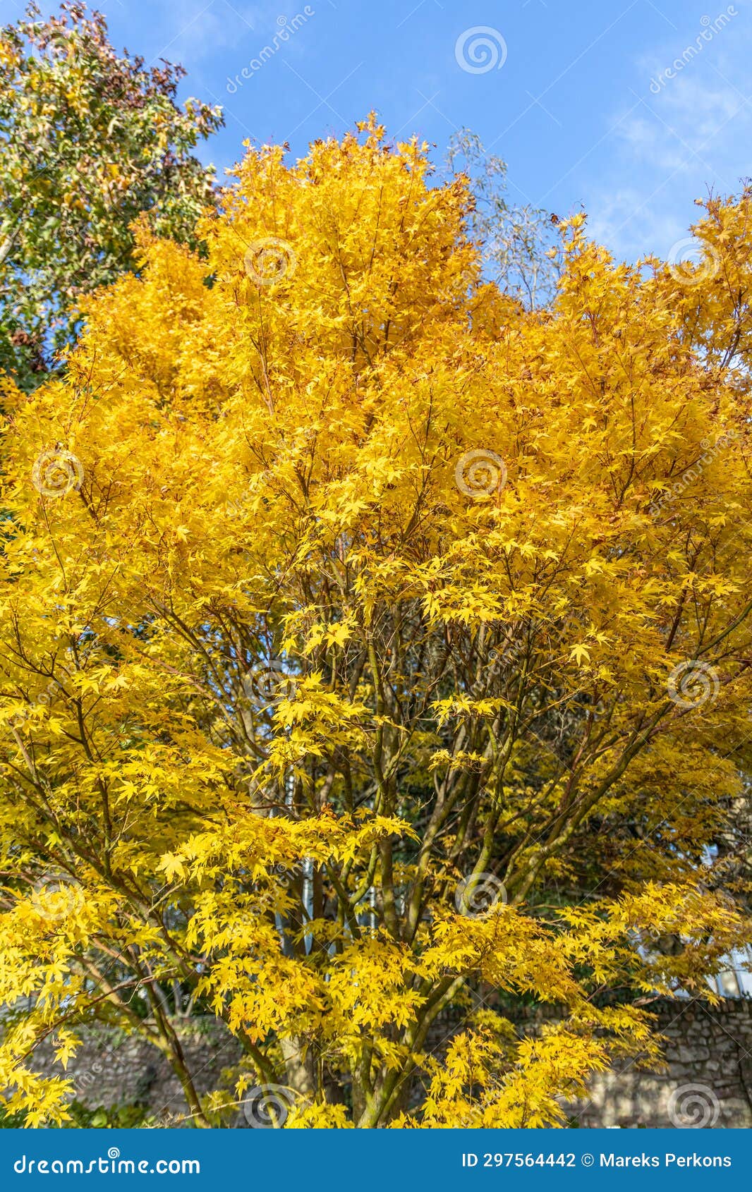 Beautiful Bright Yellow Tree at Autumn Fall Stock Photo - Image of ...
