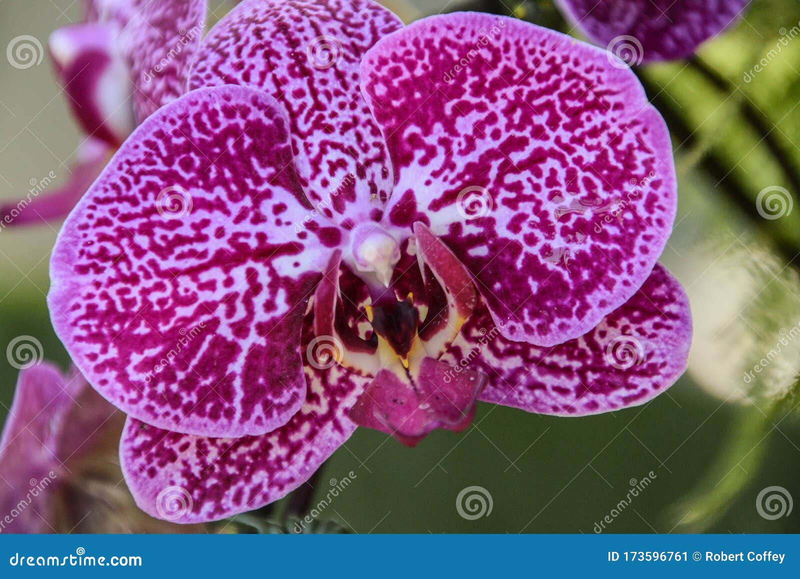 A Beautiful Brightly Colored Orchid Stock Image - Image of refreshing ...