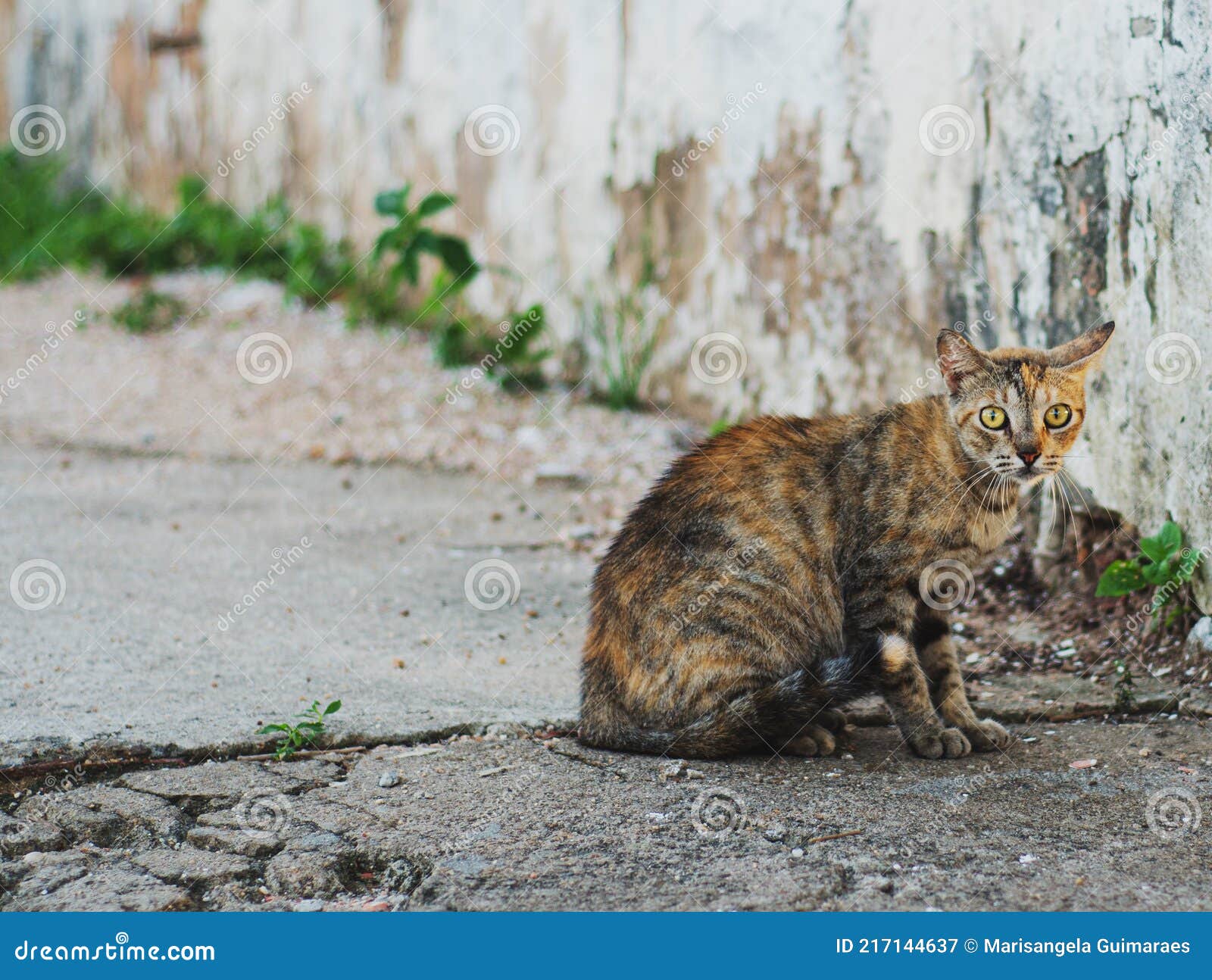 A Beautiful Brindle Cat Strolling Stock Image - Image of buterffly ...