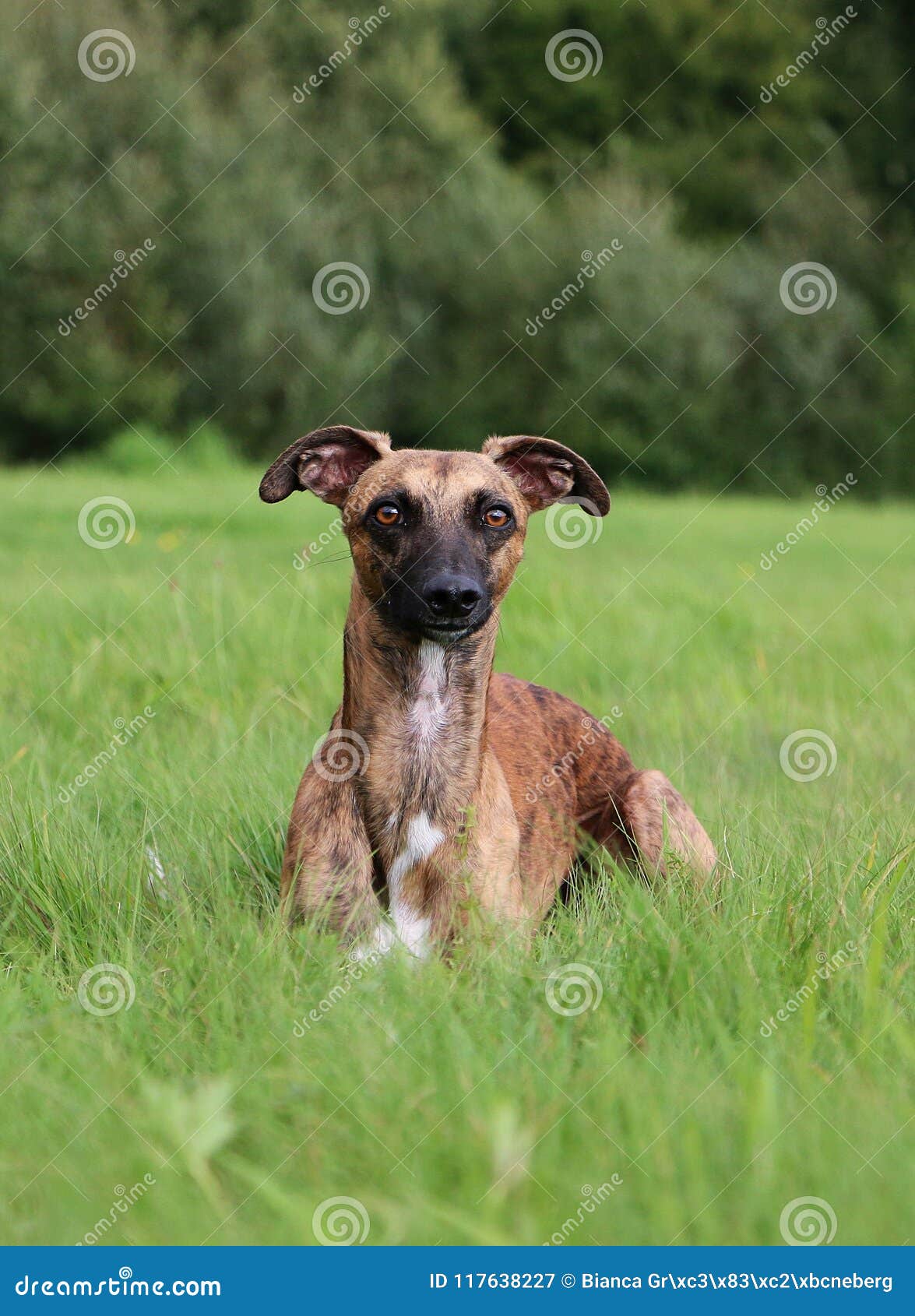 Beautiful Whippet is Lying in the Park Stock Image - Image of greyhound ...