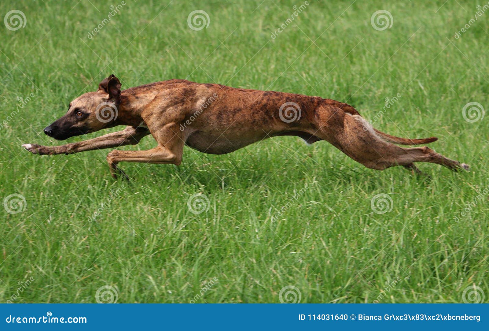 Beautiful Brindle Whippet is Running in the Park Stock Photo - Image of ...