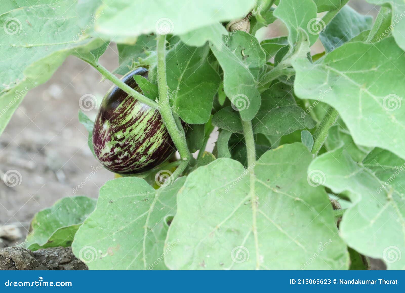 Beautiful Brinjal on the Tree Stock Image - Image of insect, view ...