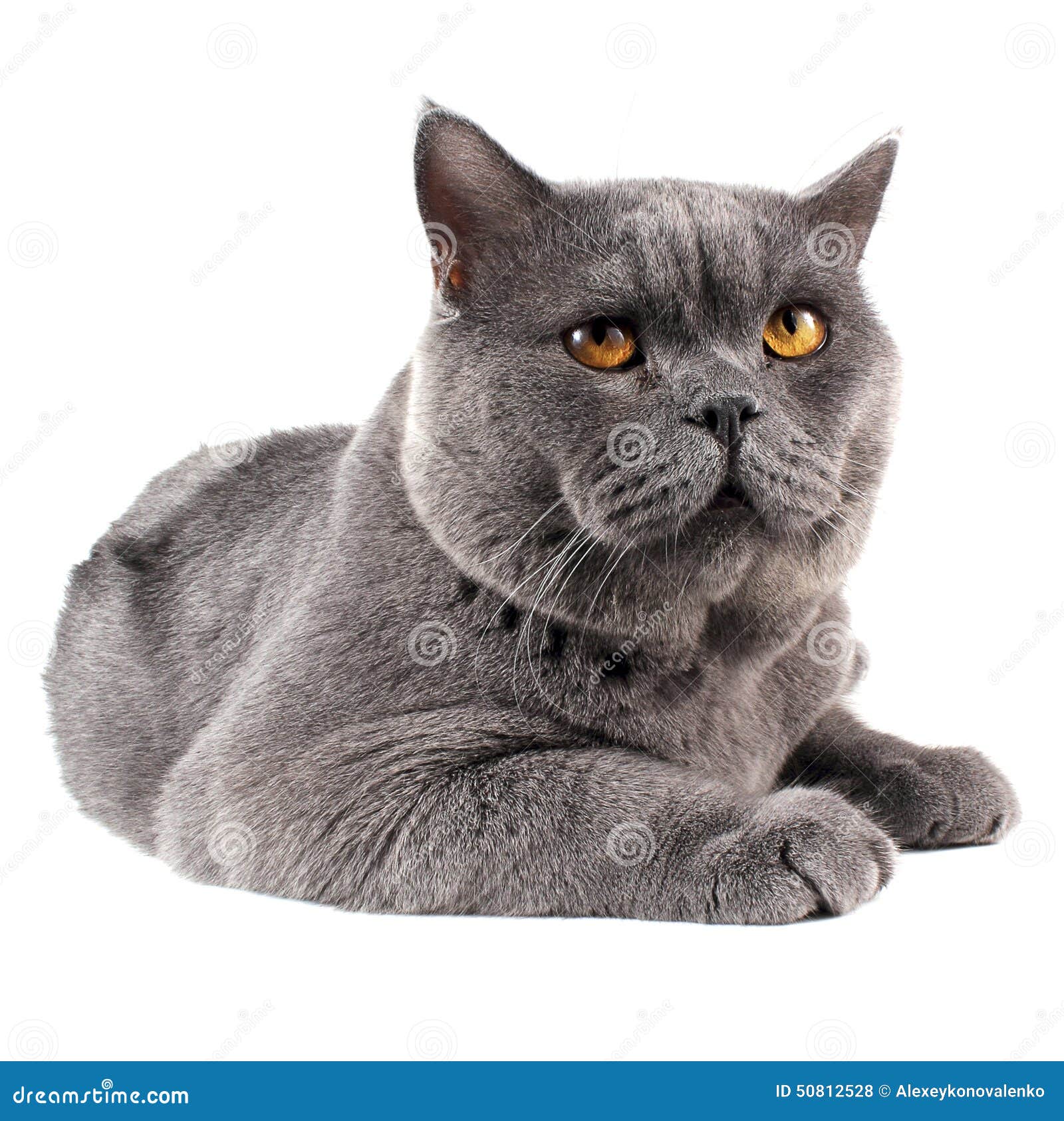 Beautiful British cat stock photo. Image of british, white - 50812528