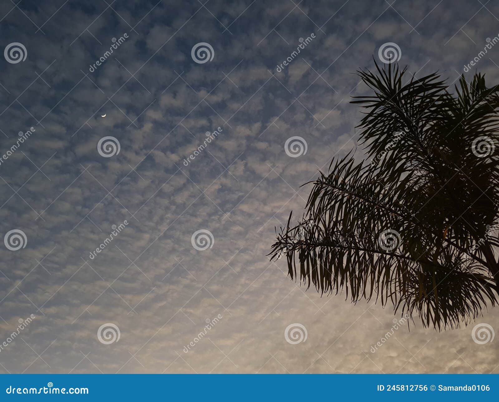 Sky with Broken Cloud and Moon Stock Photo - Image of plant, broken ...