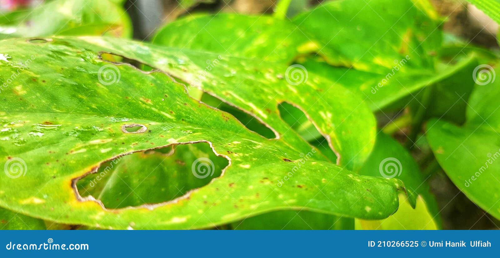 Beautiful of Broken Leaf stock image. Image of invertebrate - 210266525