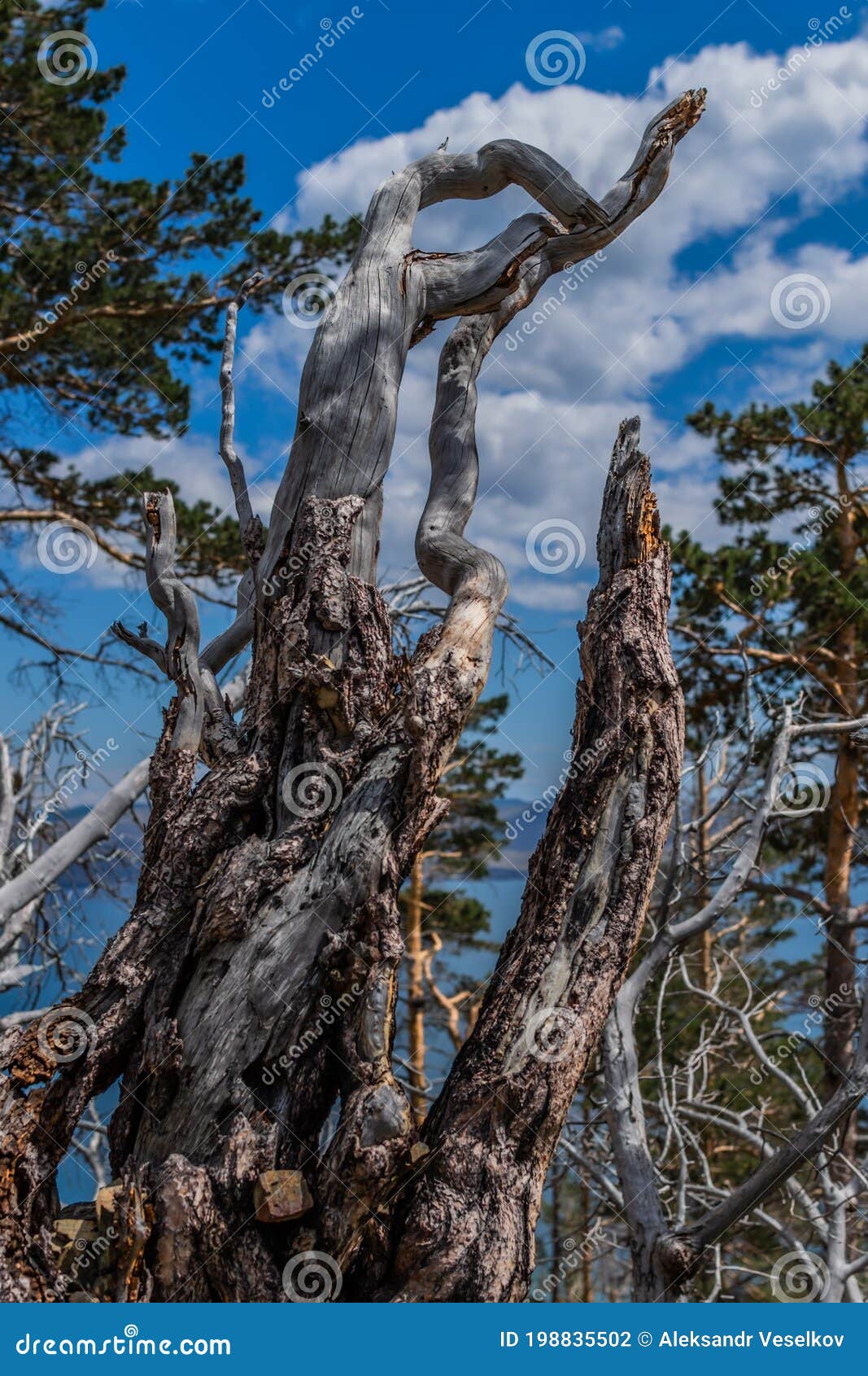 Beautiful Broken Textured Twisted Crooked Branches and Trunks of Dry ...
