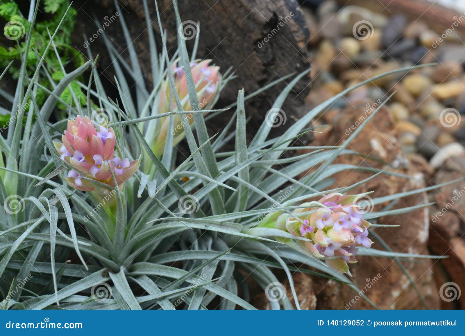 Beautiful bromelia flower stock photo. Image of botanical - 140129052