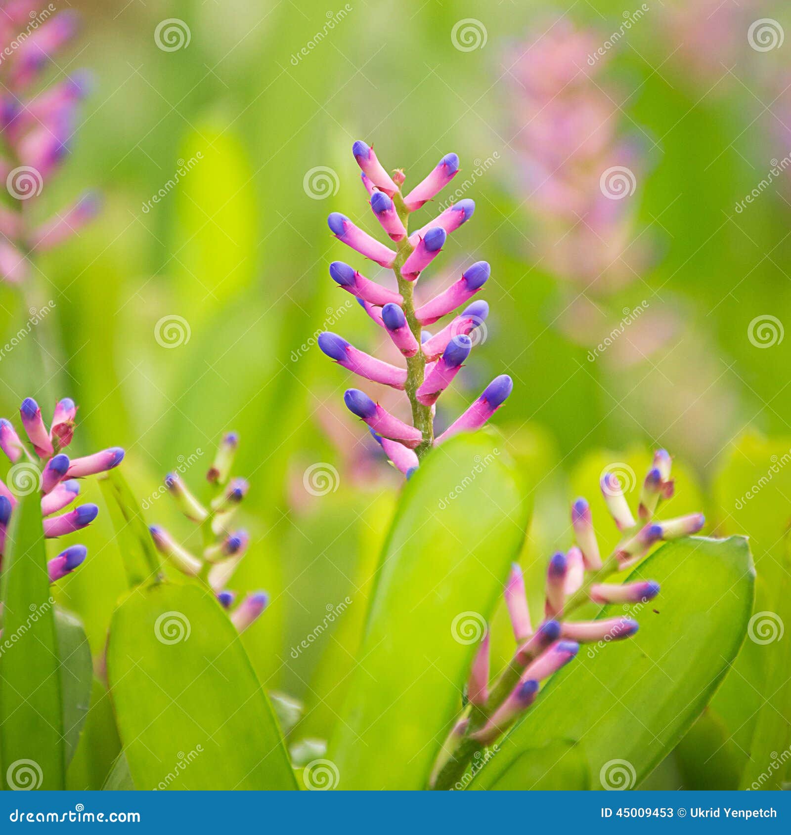 Beautiful Of Bromeliad In Bromeliad Garden. Flower Of Bromeliad In ...