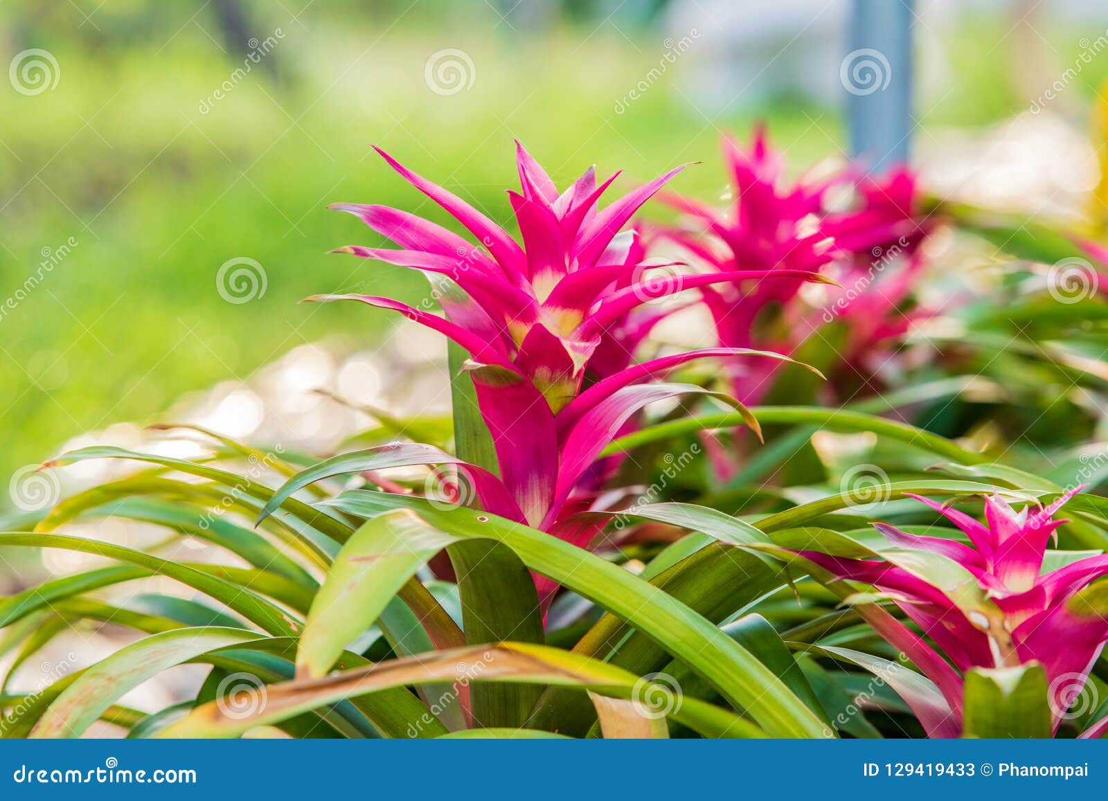 Beautiful of Bromeliad in Bromeliad Garden. Stock Image - Image of ...