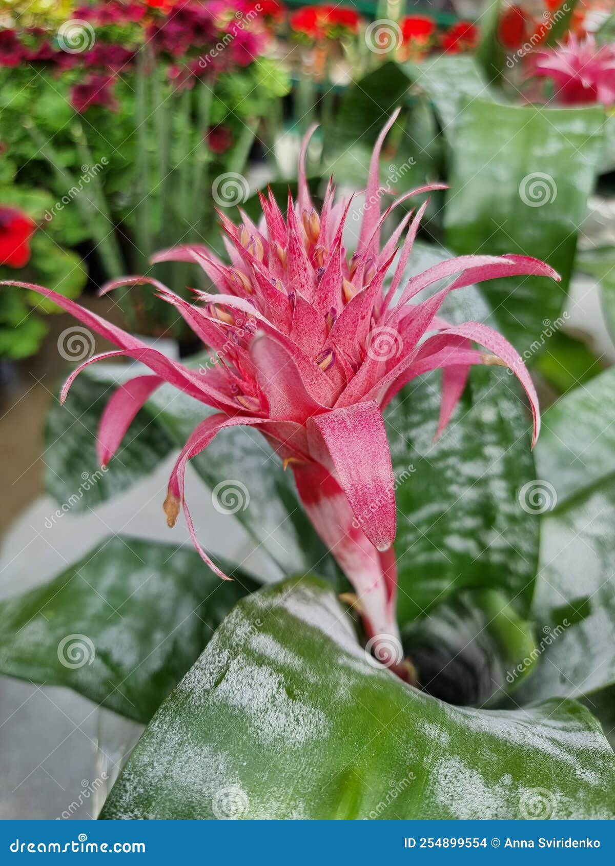 A Beautiful Bromeliad Plants Outdoors Stock Photo - Image of fresh ...