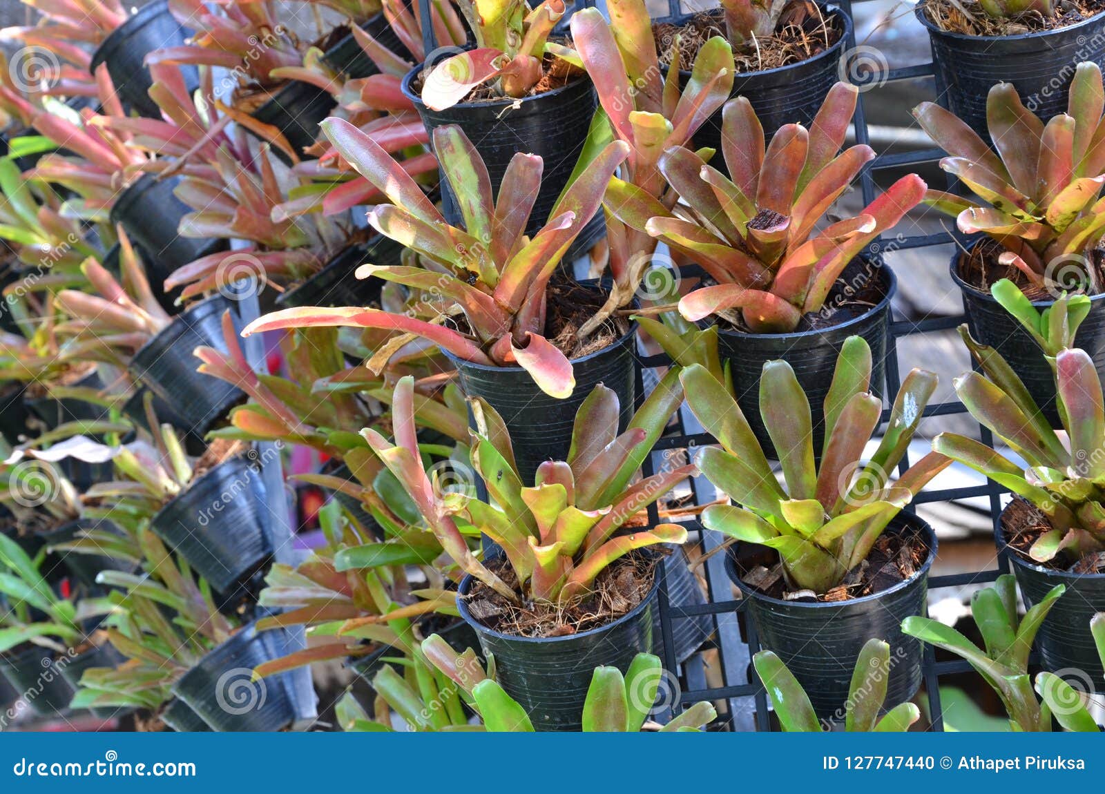 Beautiful Bromeliad Tree in Hanging Black Rubber Pot Stock Photo ...