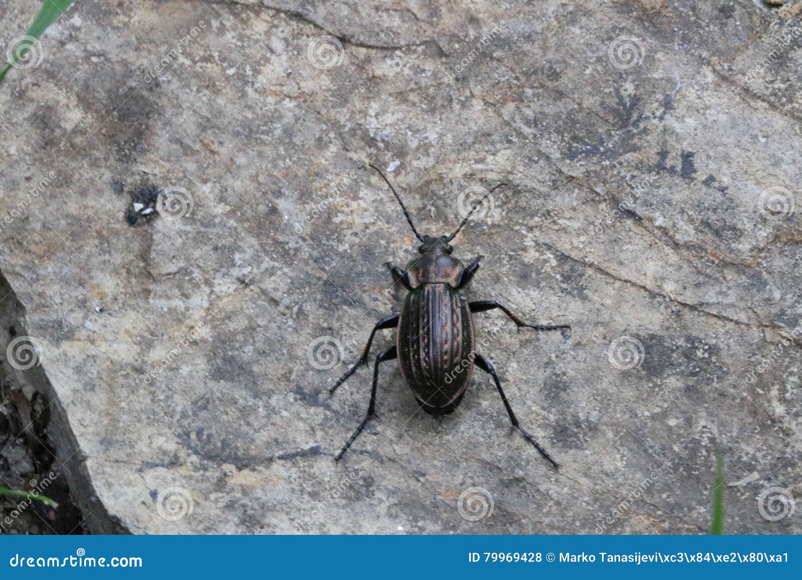 Beautiful Bronze Bug or Insect Stock Photo - Image of leaf, macro: 79969428