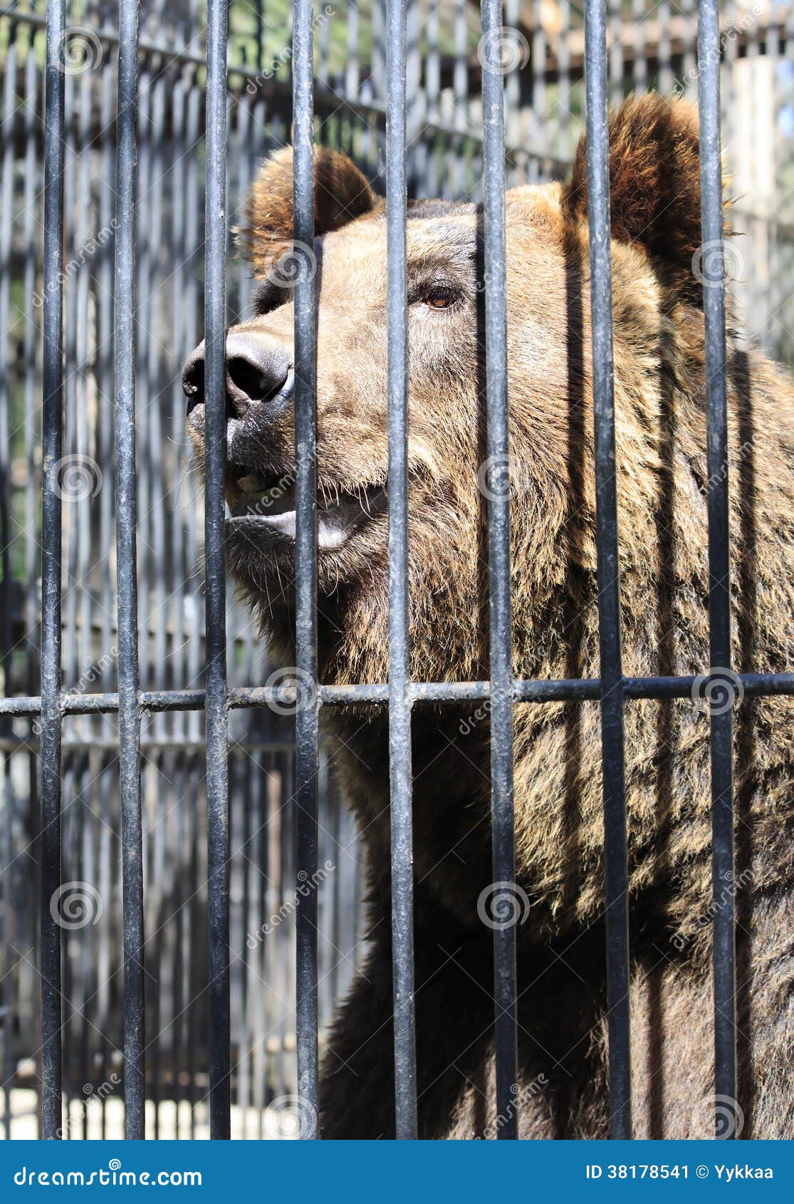 Beautiful Brown Bear in a Cage. Stock Image - Image of russia, bear ...