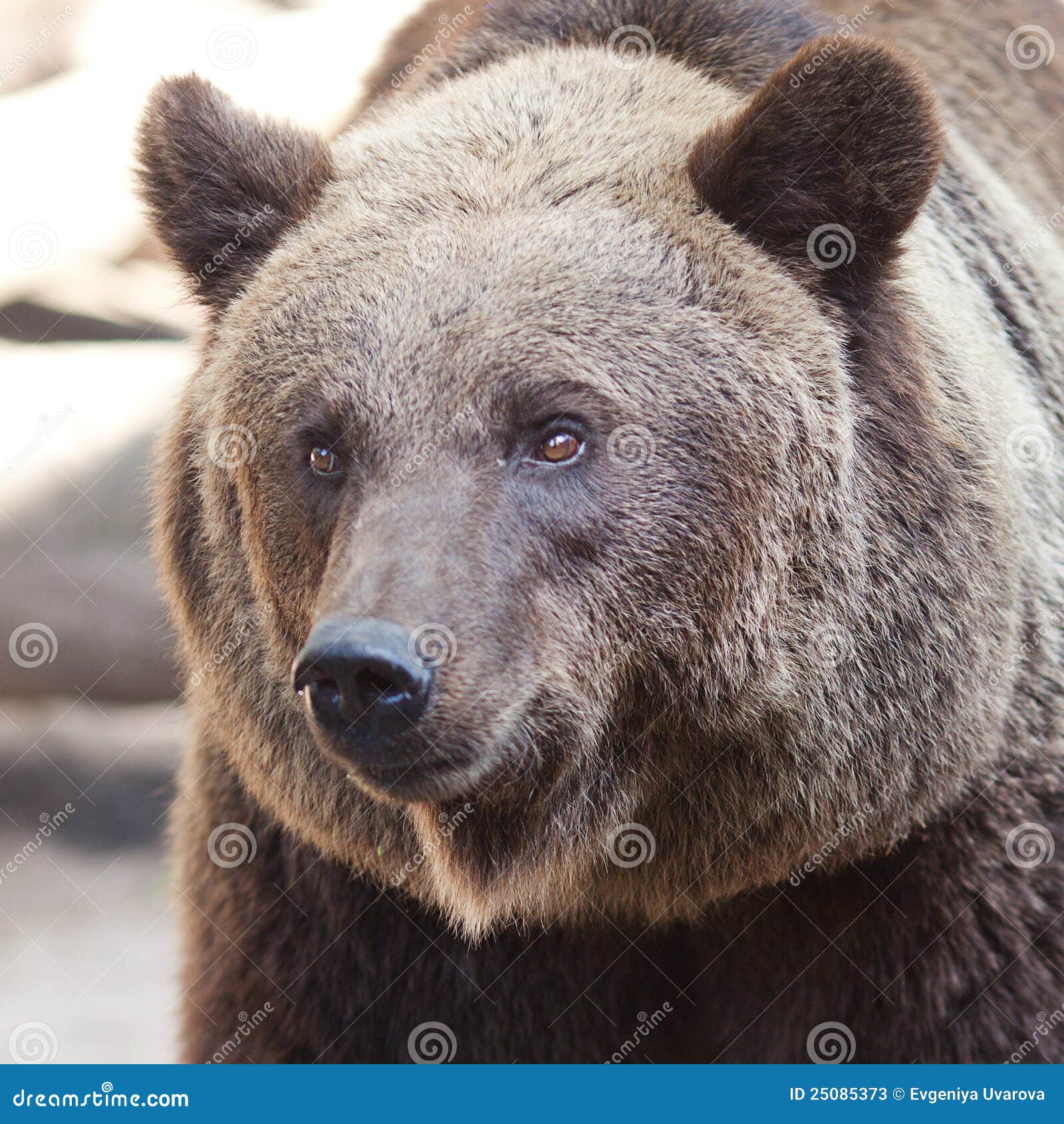 Beautiful Brown Bear Outdoor Stock Image - Image of snout, nature: 25085373