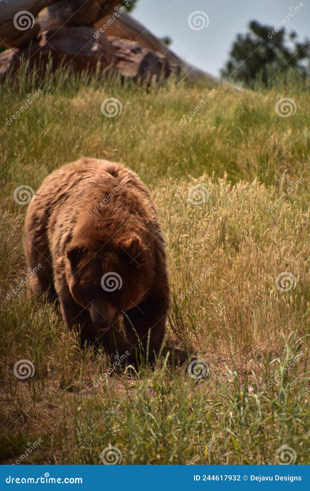 Beautiful Brown Black Bear Ambling through a Meadow Stock Photo - Image ...