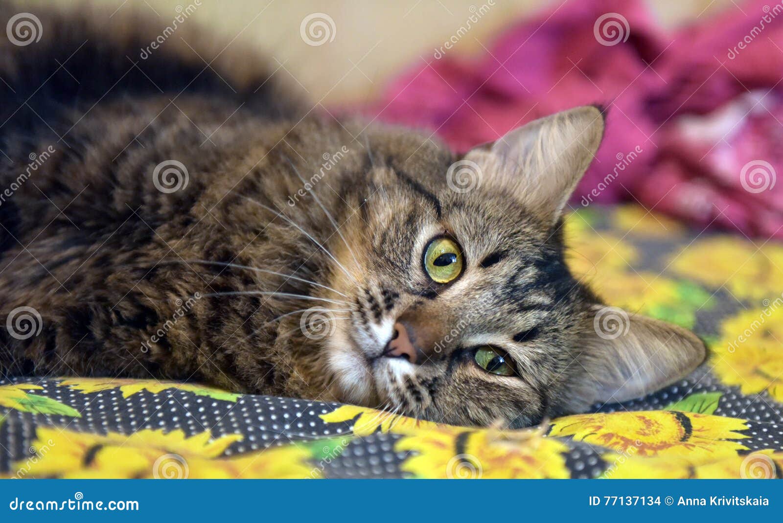 Beautiful brown cat stock photo. Image of tabby, portrait - 77137134