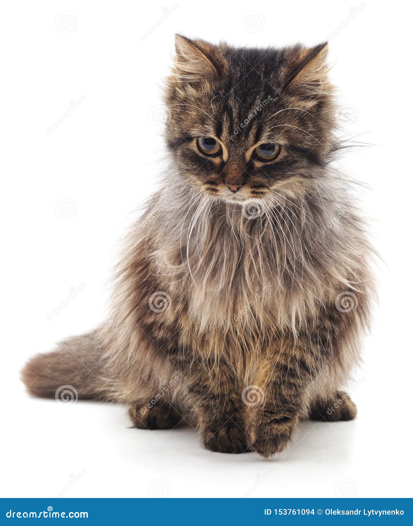 Beautiful brown cat stock photo. Image of vertebrate - 153761094