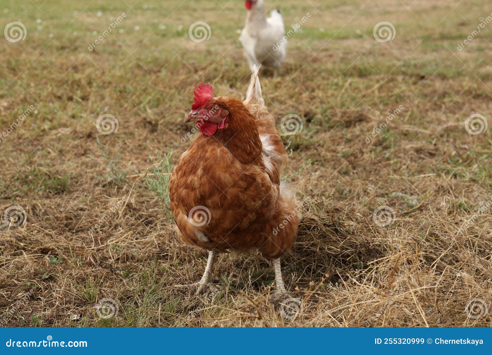 Beautiful Brown Chicken Walking on Grass Outdoors Stock Image - Image ...