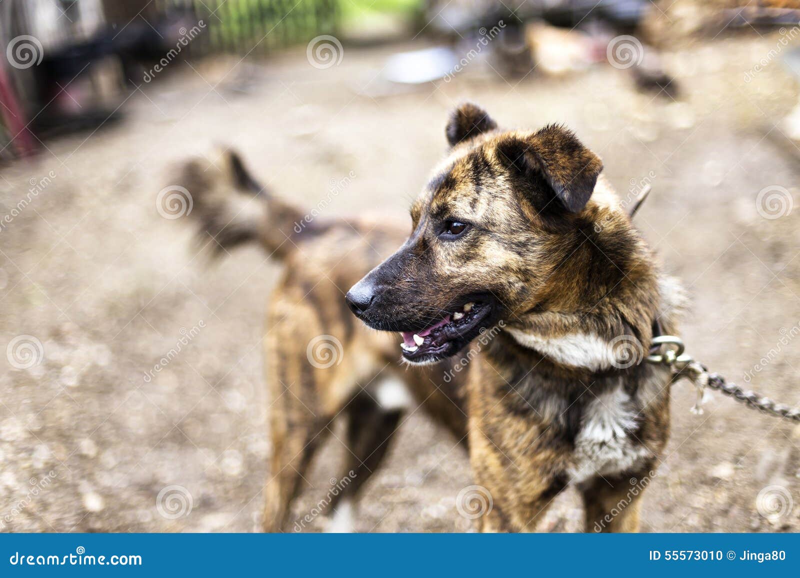 Beautiful Brown Dog Chained Outside Stock Photo - Image of cute, look ...