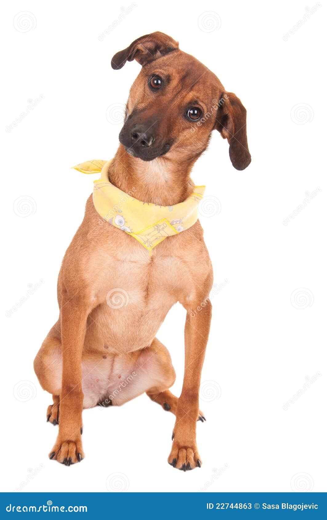 Beautiful Brown Dog Isolated on White Stock Image - Image of beautiful ...