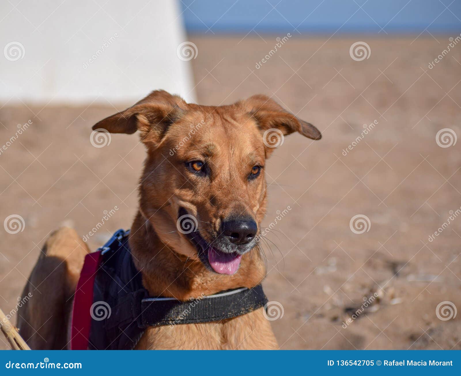 Brown Dog Posing with Devil Face in the Beach Stock Image - Image of ...