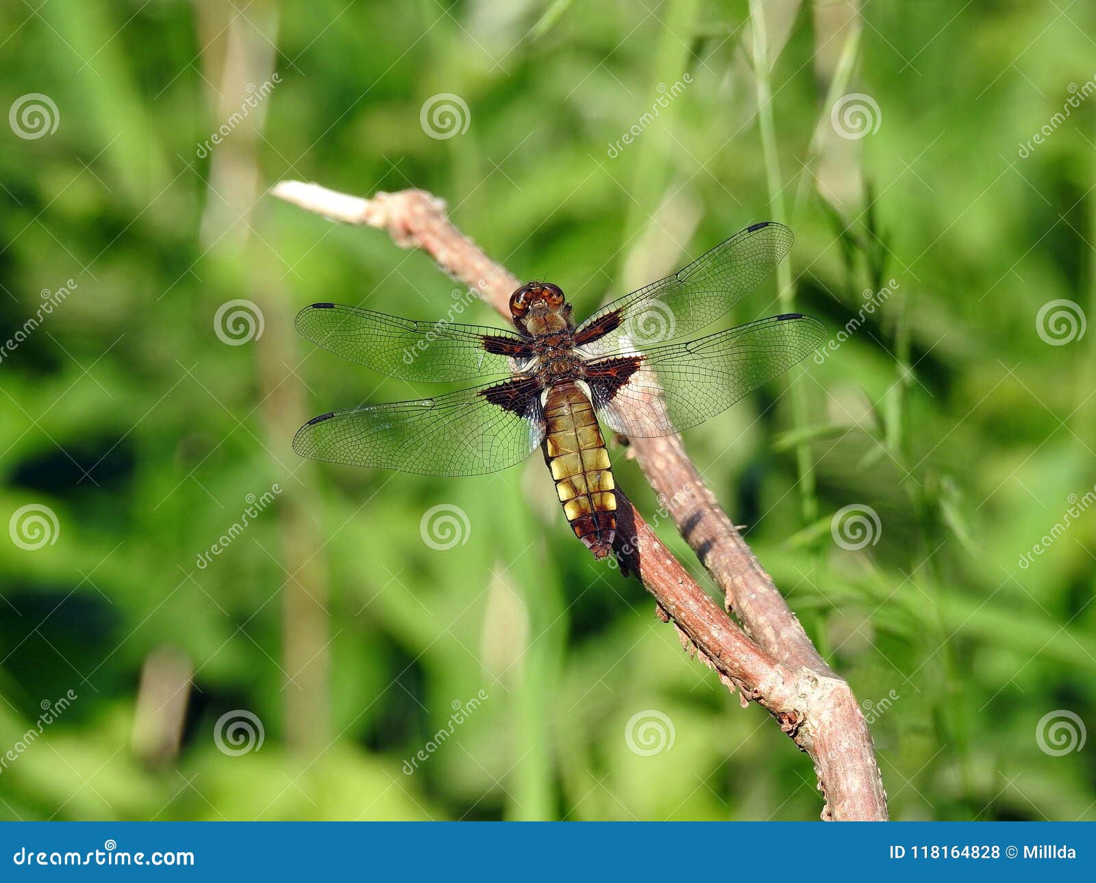 Beautiful Brown Dragonfly on Branch , Lithuania Stock Photo - Image of ...