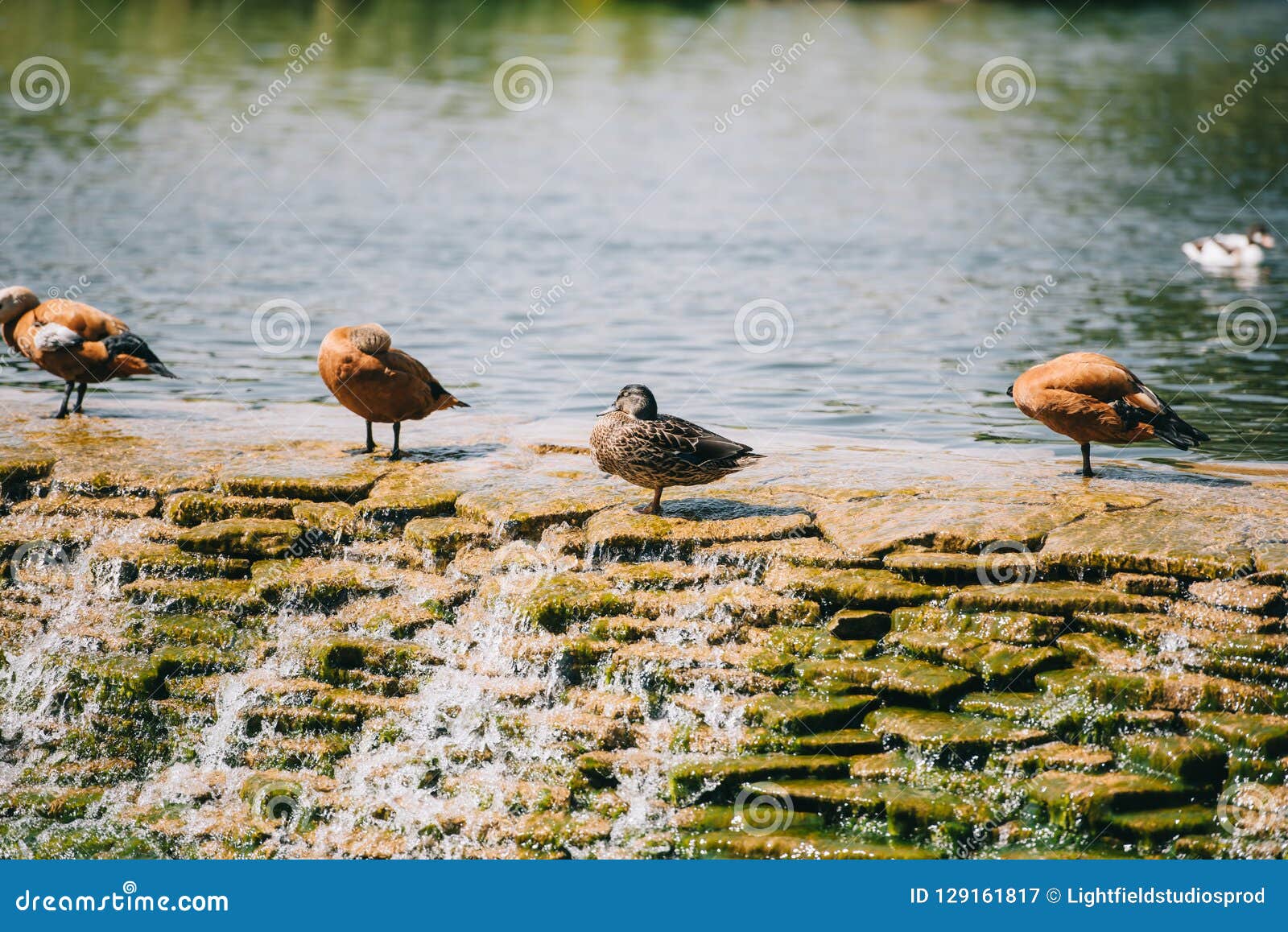 Beautiful Brown Ducks Standing on Dam in River Stock Image - Image of ...