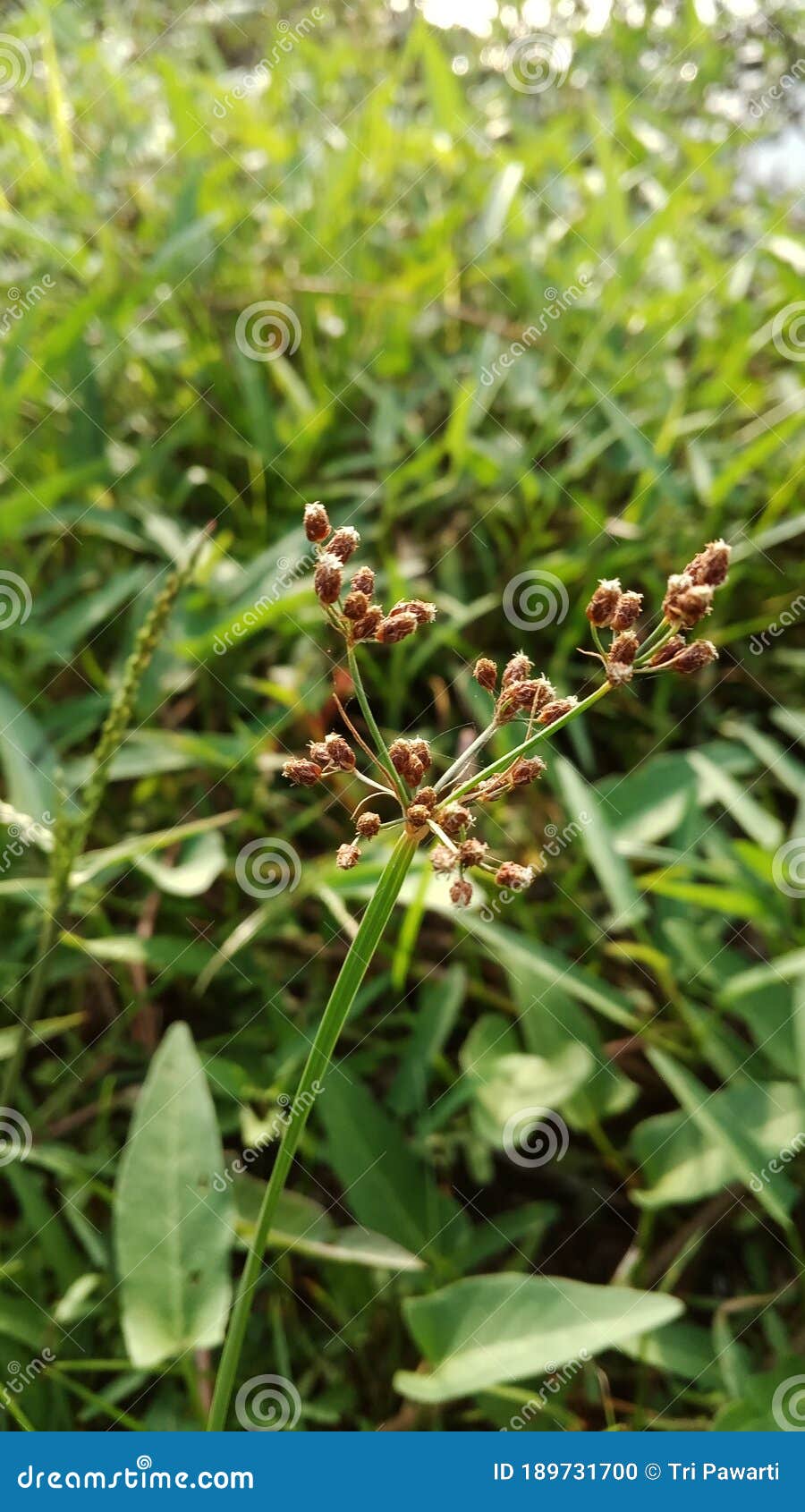 Beautiful Brown Flowers in the Garden Stock Photo - Image of grass ...