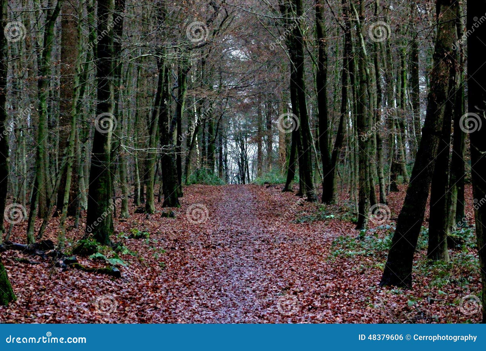 Beautiful brown forest stock photo. Image of orange, dark - 48379606