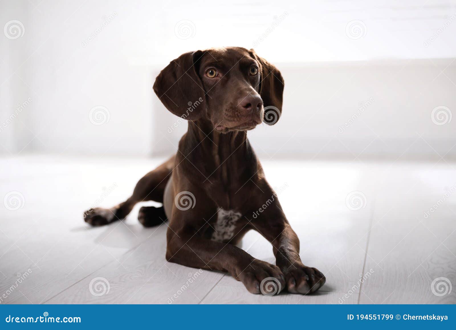 Beautiful Brown German Shorthaired Pointer on Floor Stock Image - Image ...