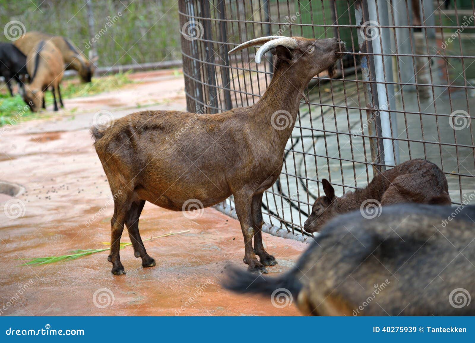 Beautiful brown goat stock image. Image of meadow, head - 40275939
