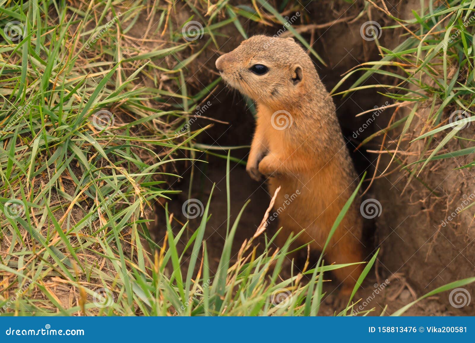 Beautiful Brown Gopher Got Out of a Mink. Stock Photo - Image of grass ...