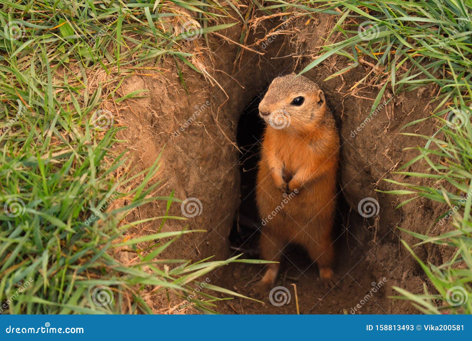 Beautiful Brown Gopher Got Out of a Mink. Stock Image - Image of ...