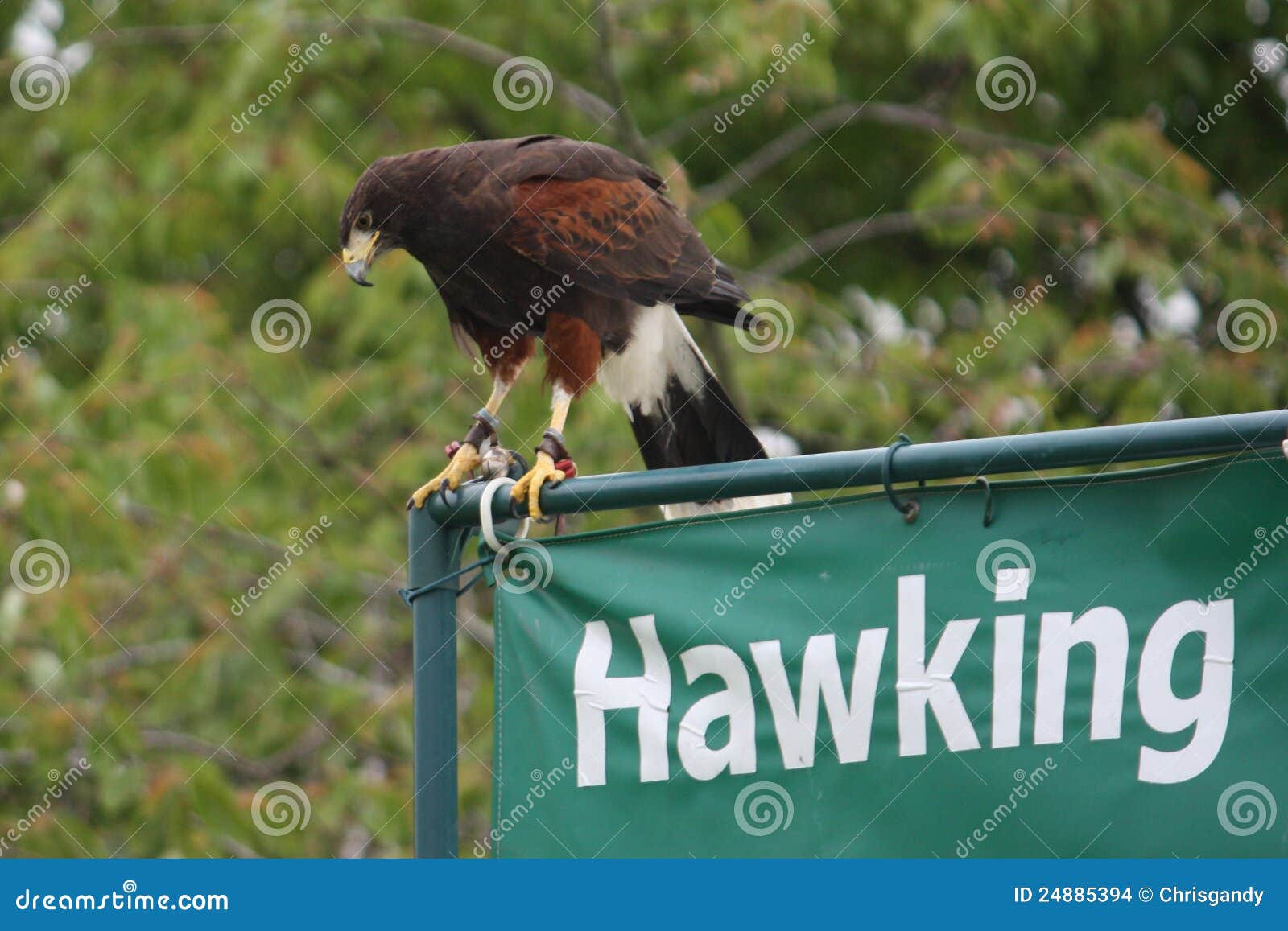 Beautiful Brown Harris Hawk on a Hawking Sign Stock Photo - Image of ...