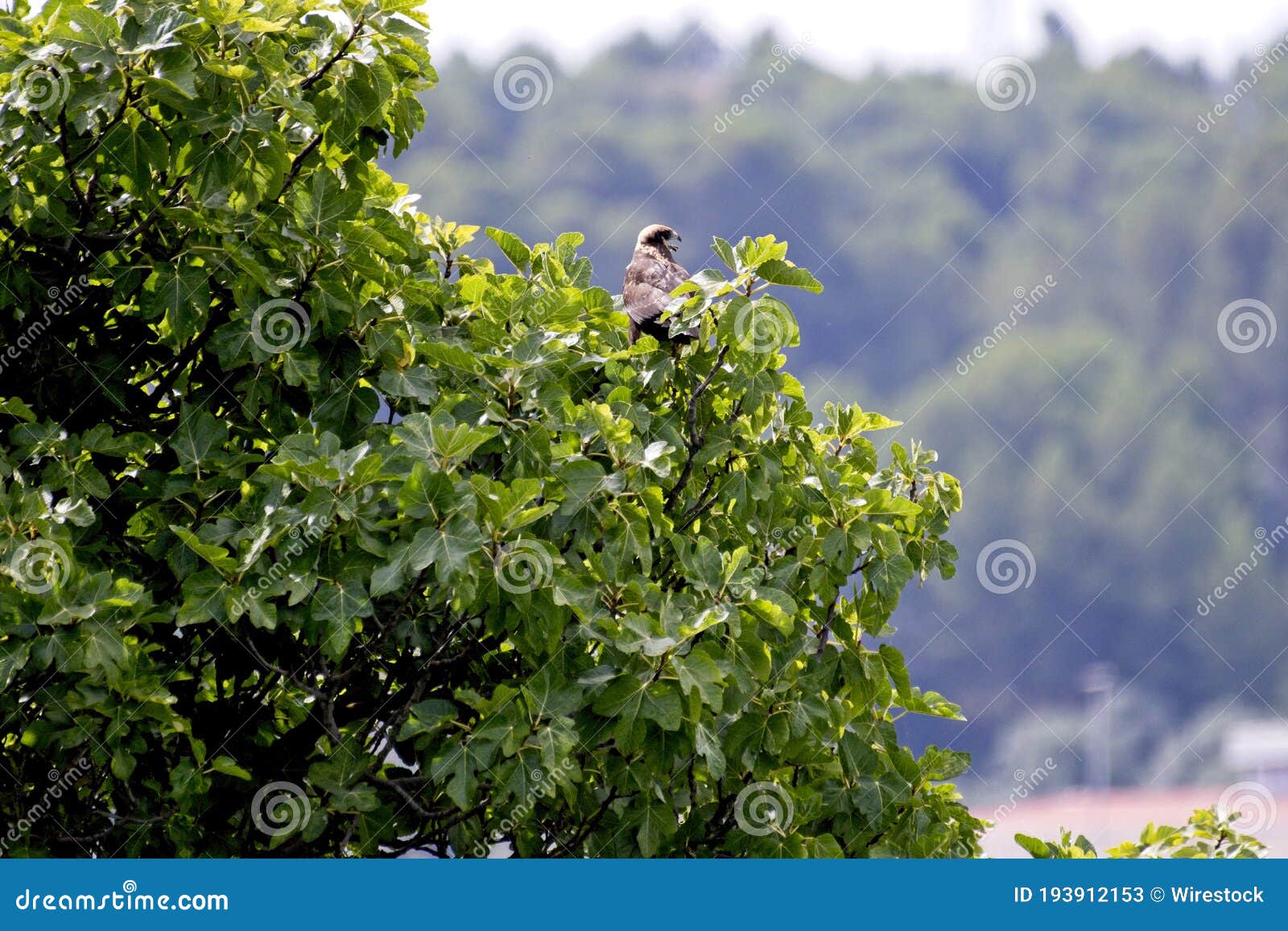 Hawk In Tree Royalty-Free Stock Photography | CartoonDealer.com #110130383