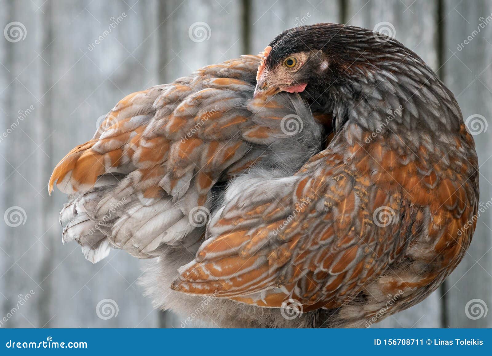 Hen combs her feathers stock image. Image of bird, comb - 156708711